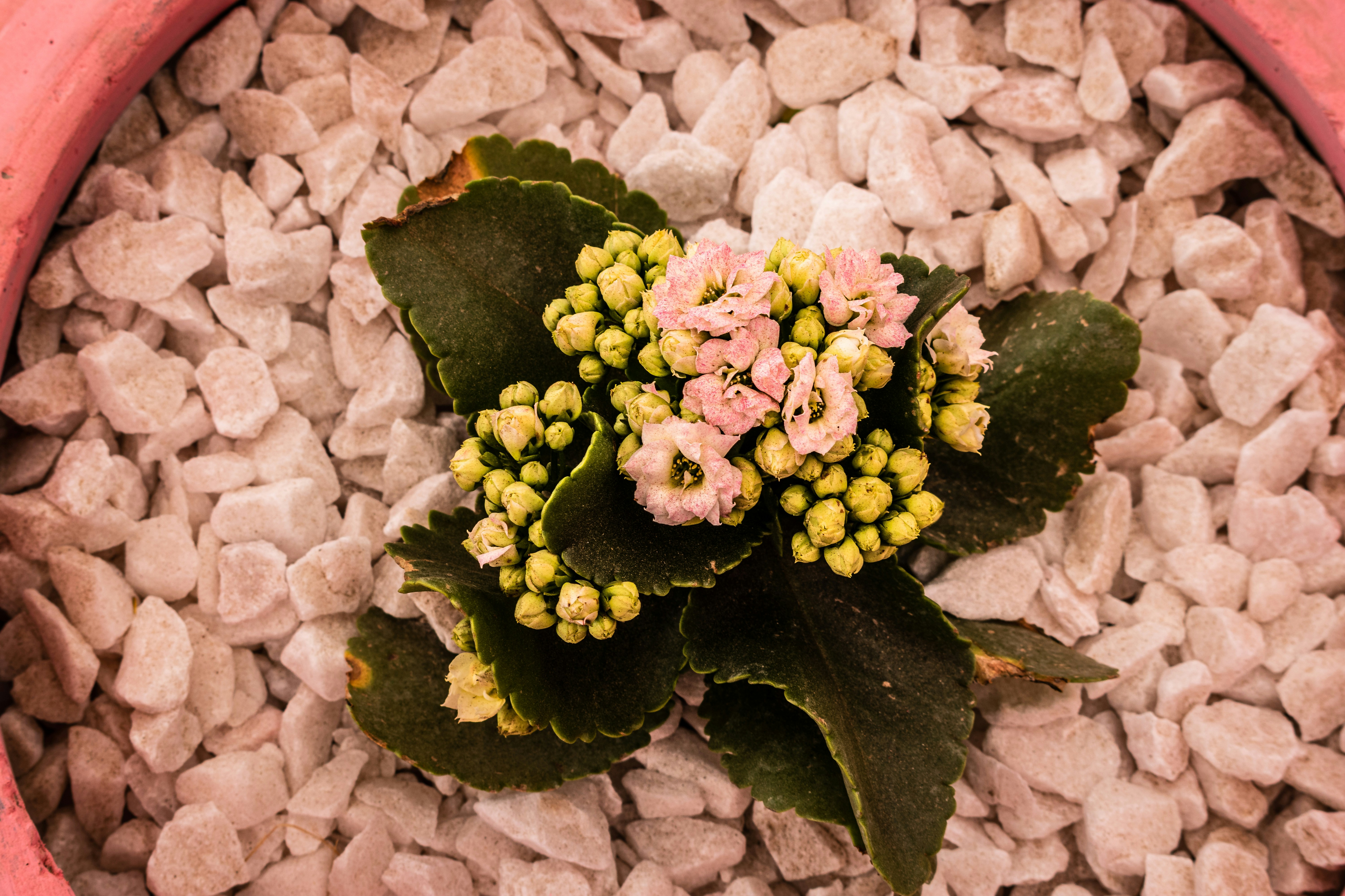 Centerstage Pink Kalanchoe Blossoms Nestled in a Pebble Bed