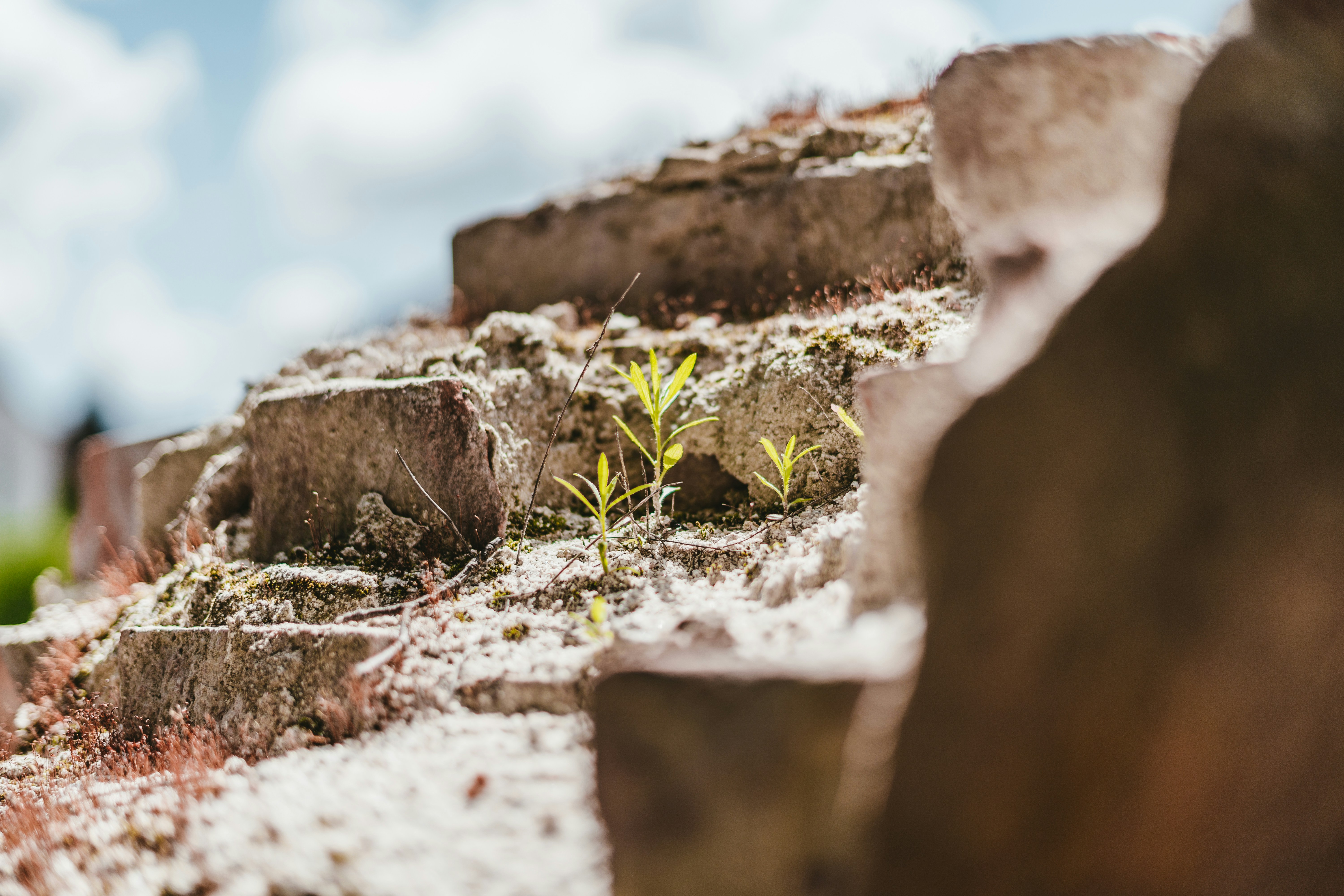 Green Resolve: Seedling Breaks Through Weathered Stair Stones