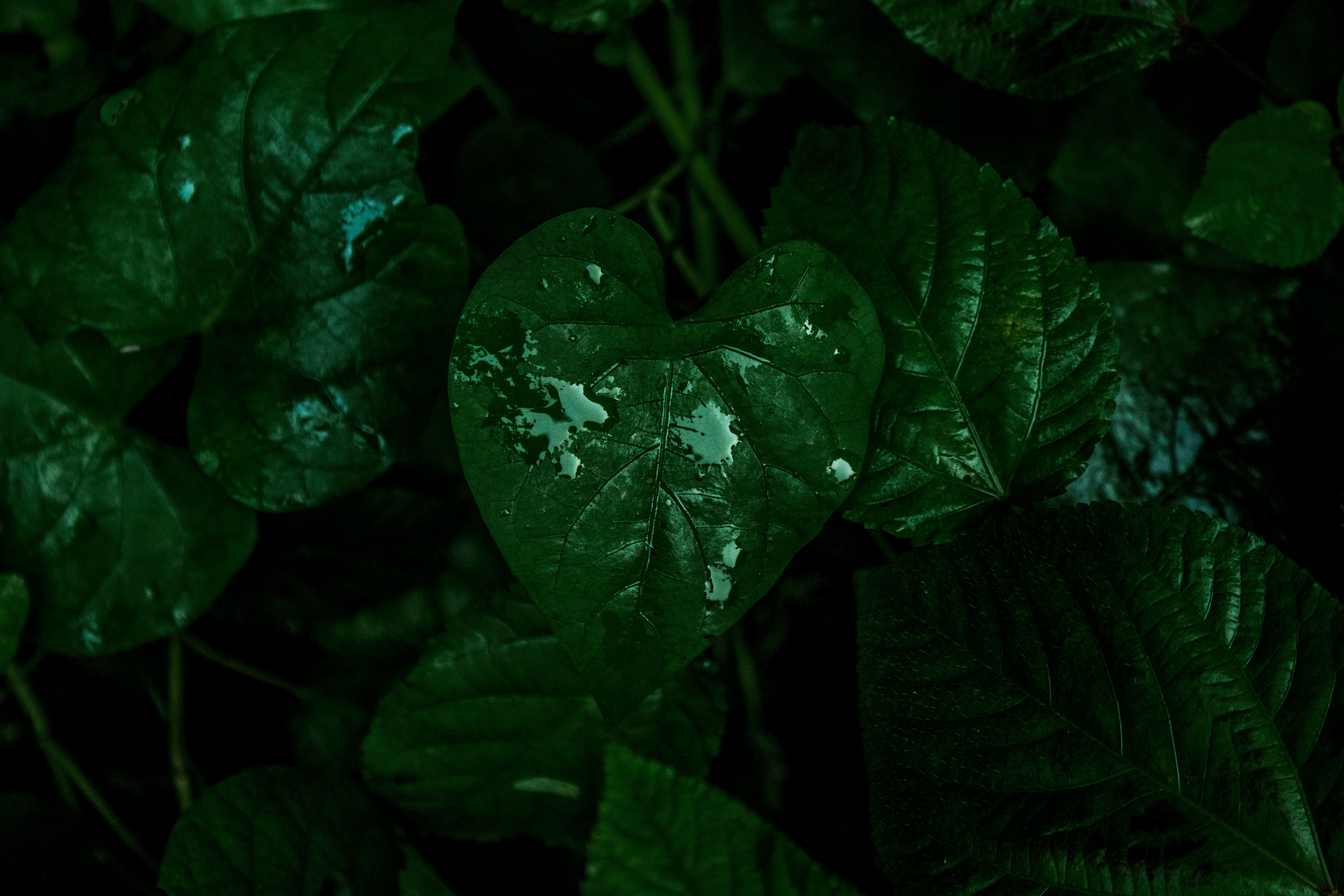 Dew-Kissed Heartleaf in a Moonlit Green Understory