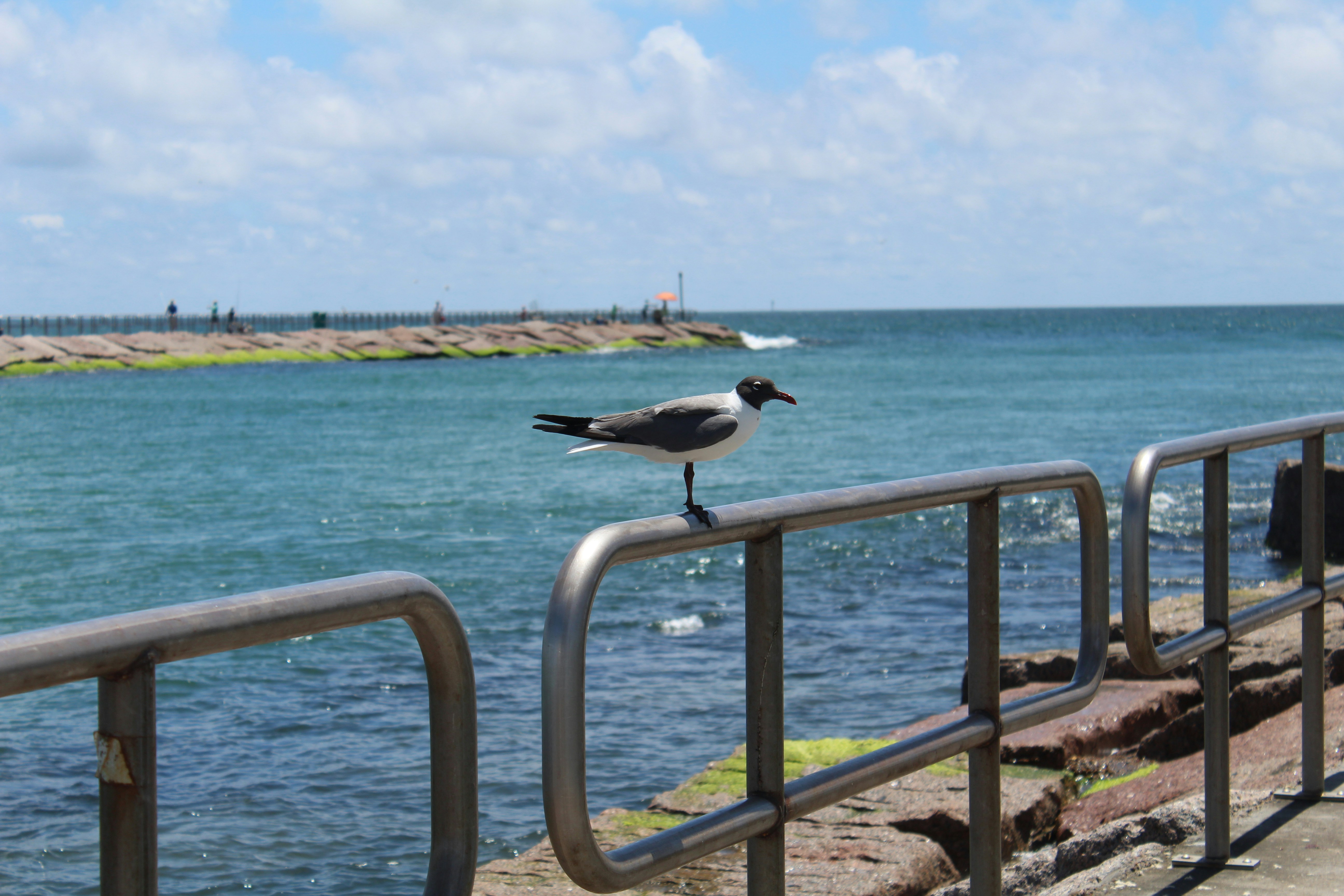 A seagull stands on a metal railing overlooking a calm sea, with a distant breakwater and cloudy sky in the background.