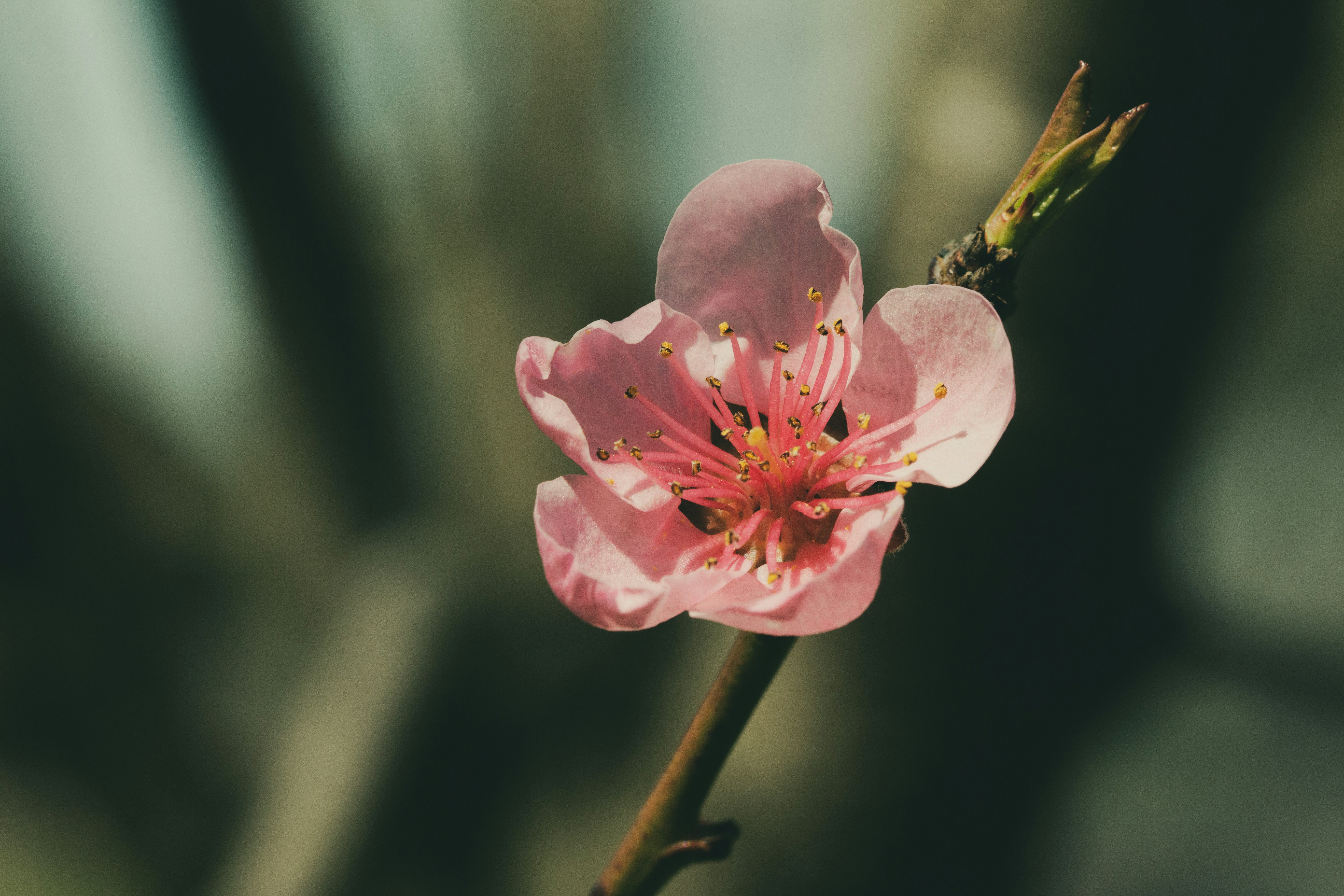A soft pink flower blooms on a slender branch, surrounded by blurred natural elements. The intricate details of the petals and stamen are highlighted against a muted background.