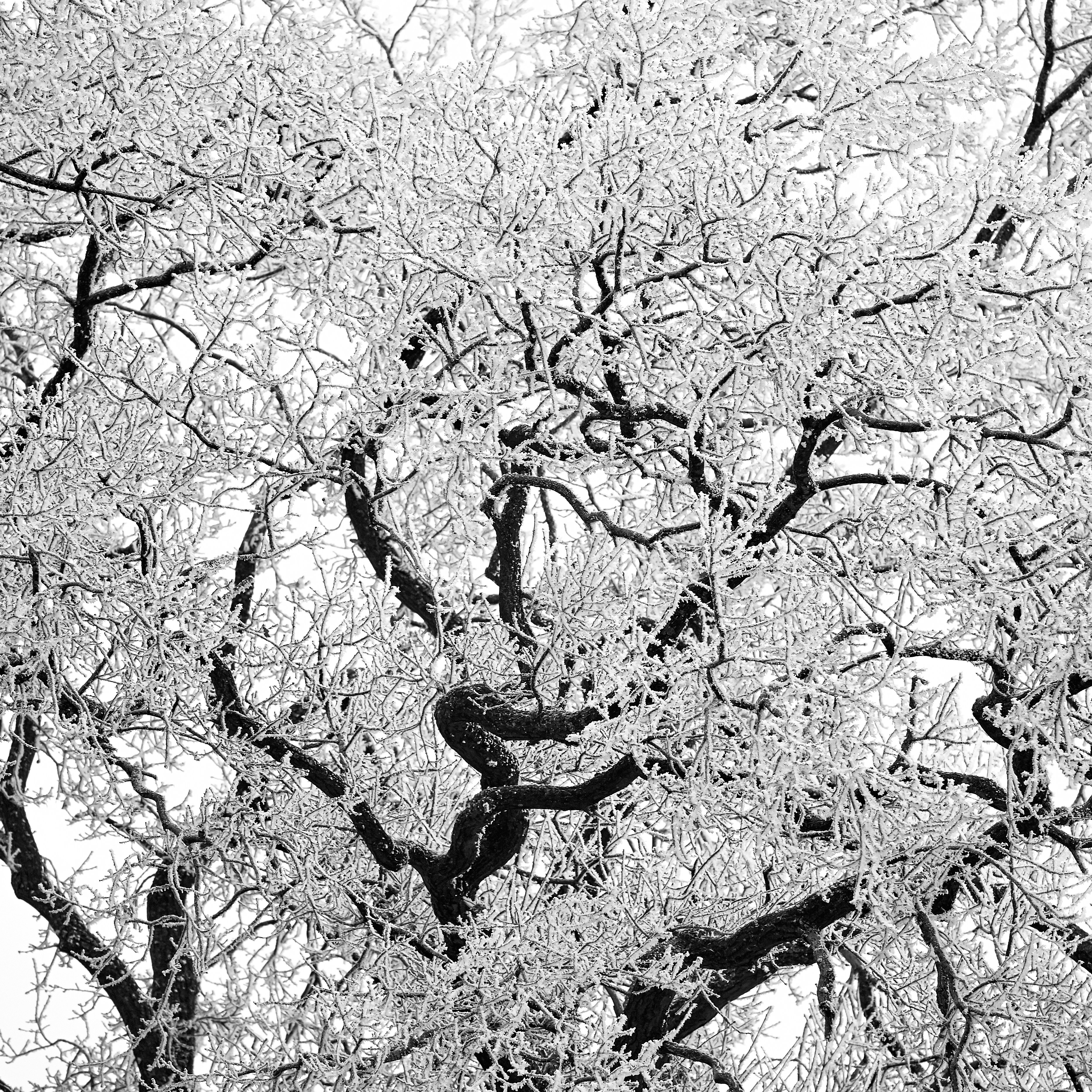 Crystalline Lattice: Snow-Laden Branches in a Monochrome Canopy
