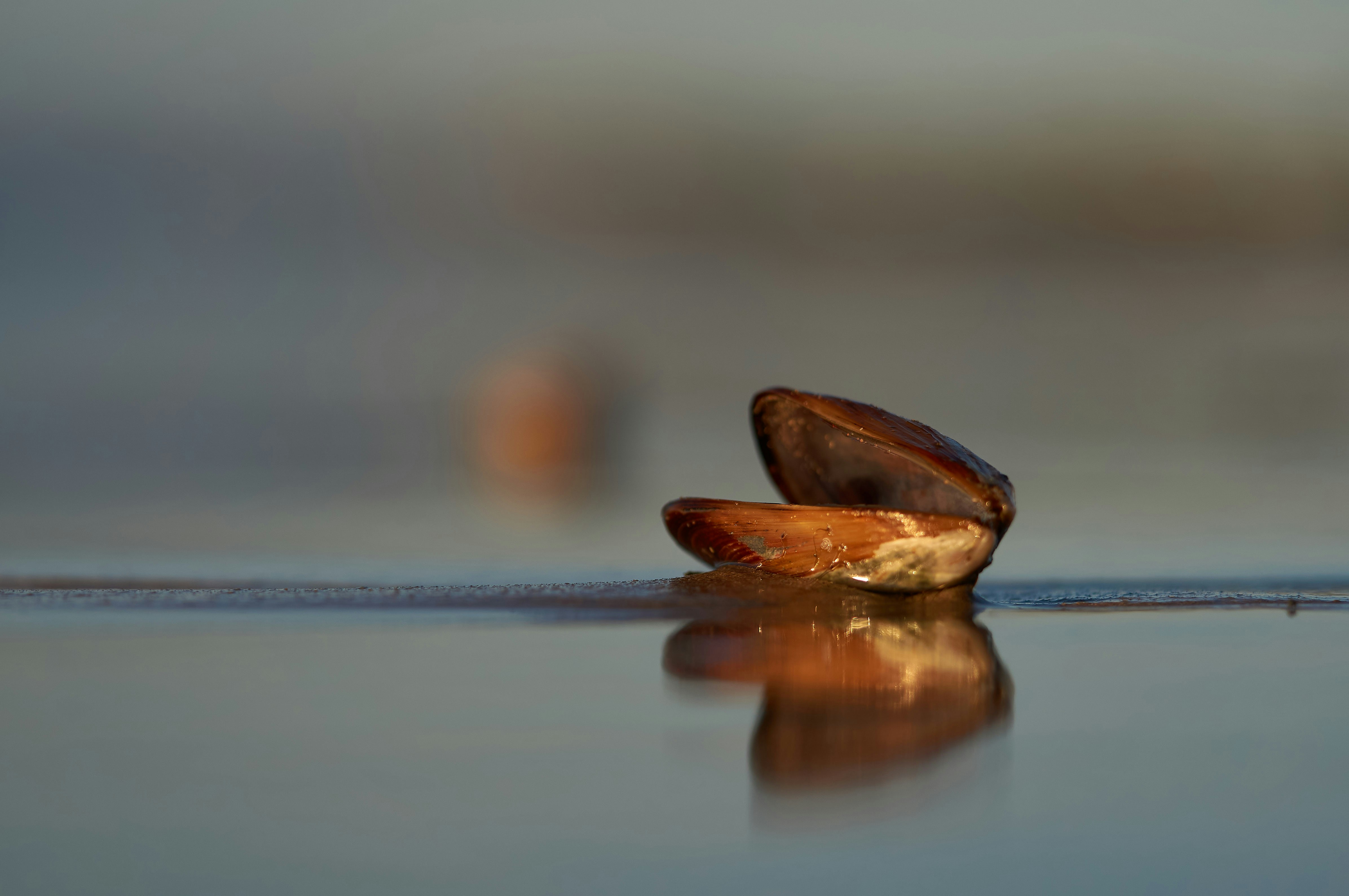 Seed on a Glassy Shoreline, Mirrored by Quiet Water