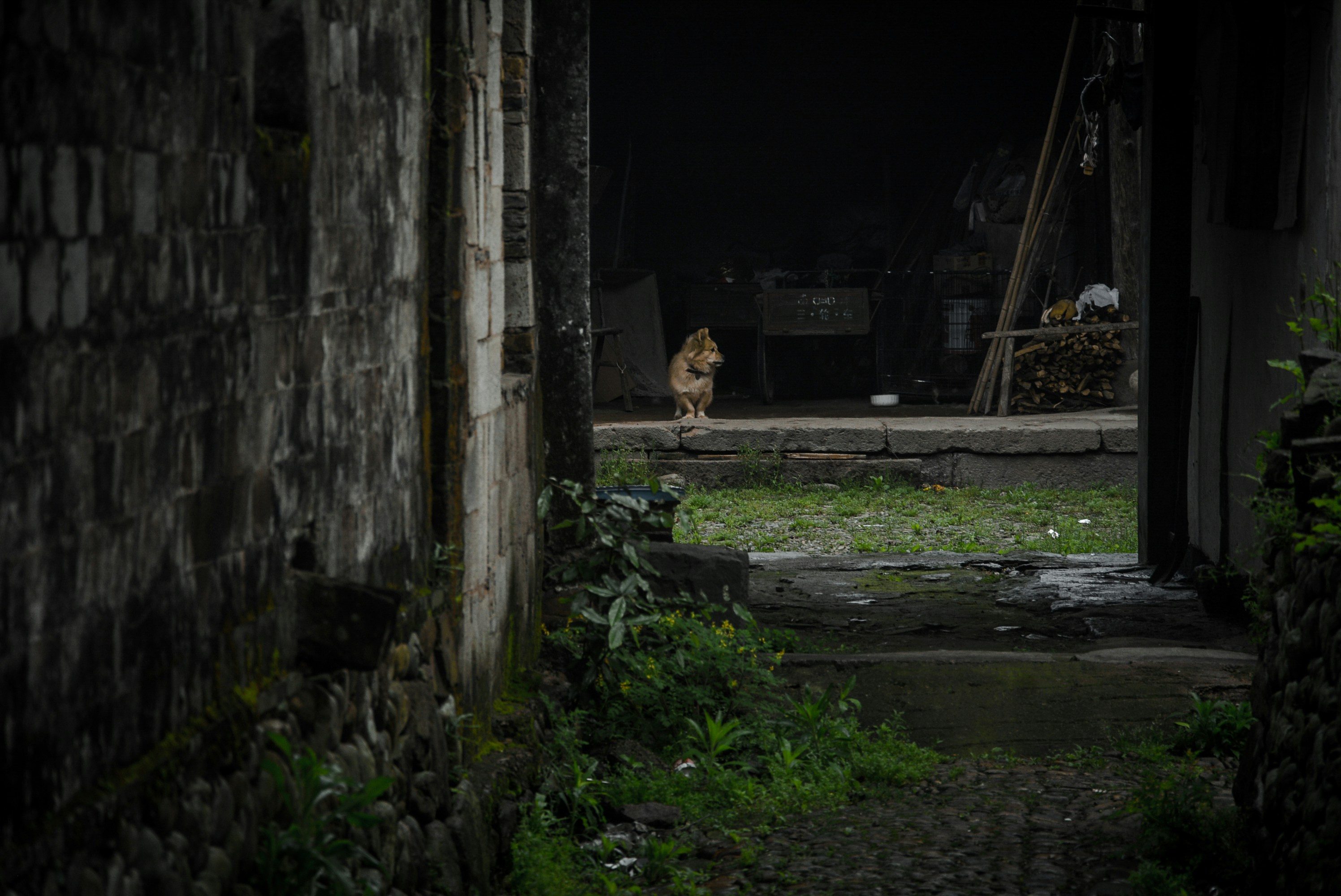 Dimly lit alley with a dog sitting in the distance, surrounded by moss-covered walls and scattered greenery.