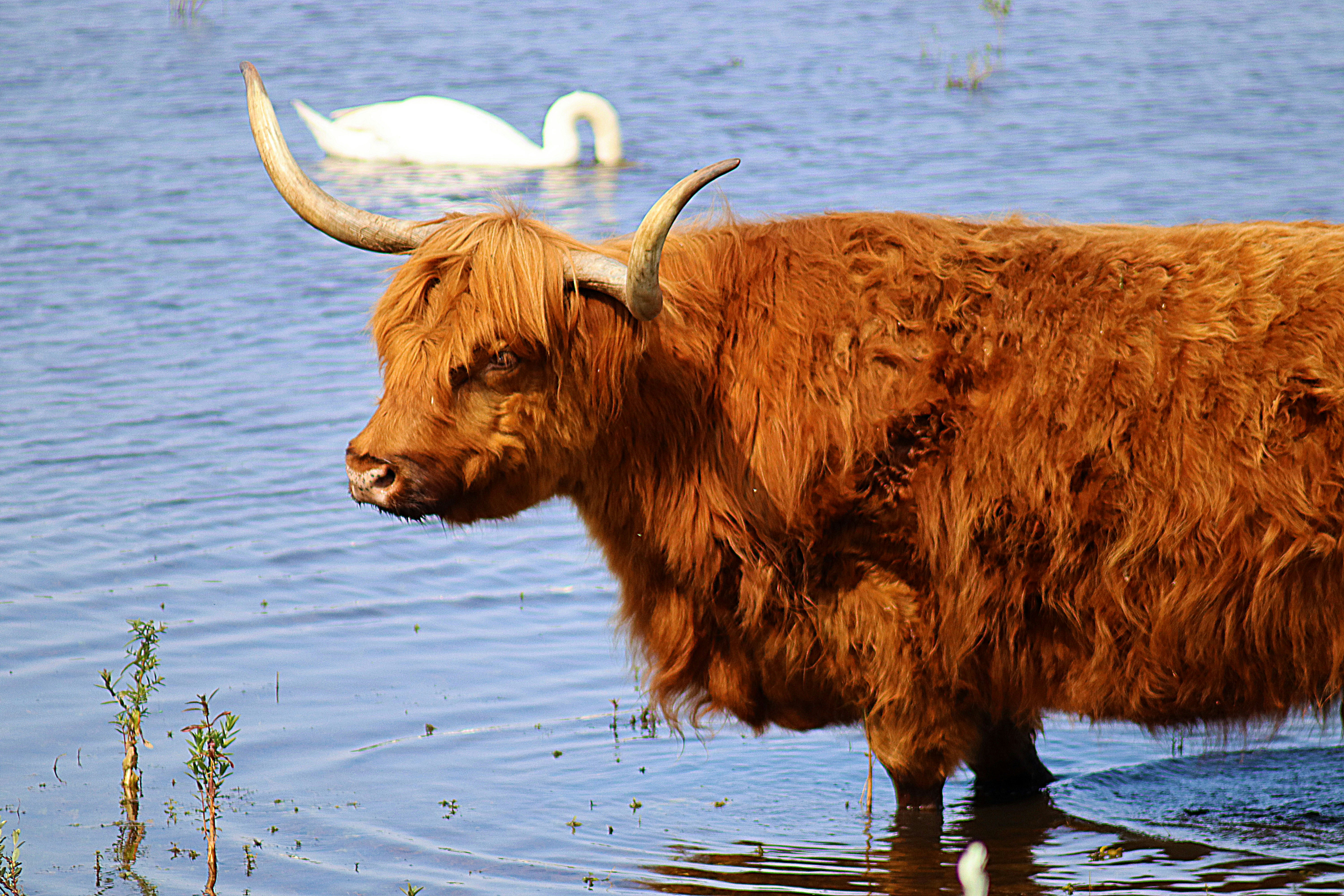 Brown yak on water during daytime photo – Free Nationaal park zuid ...