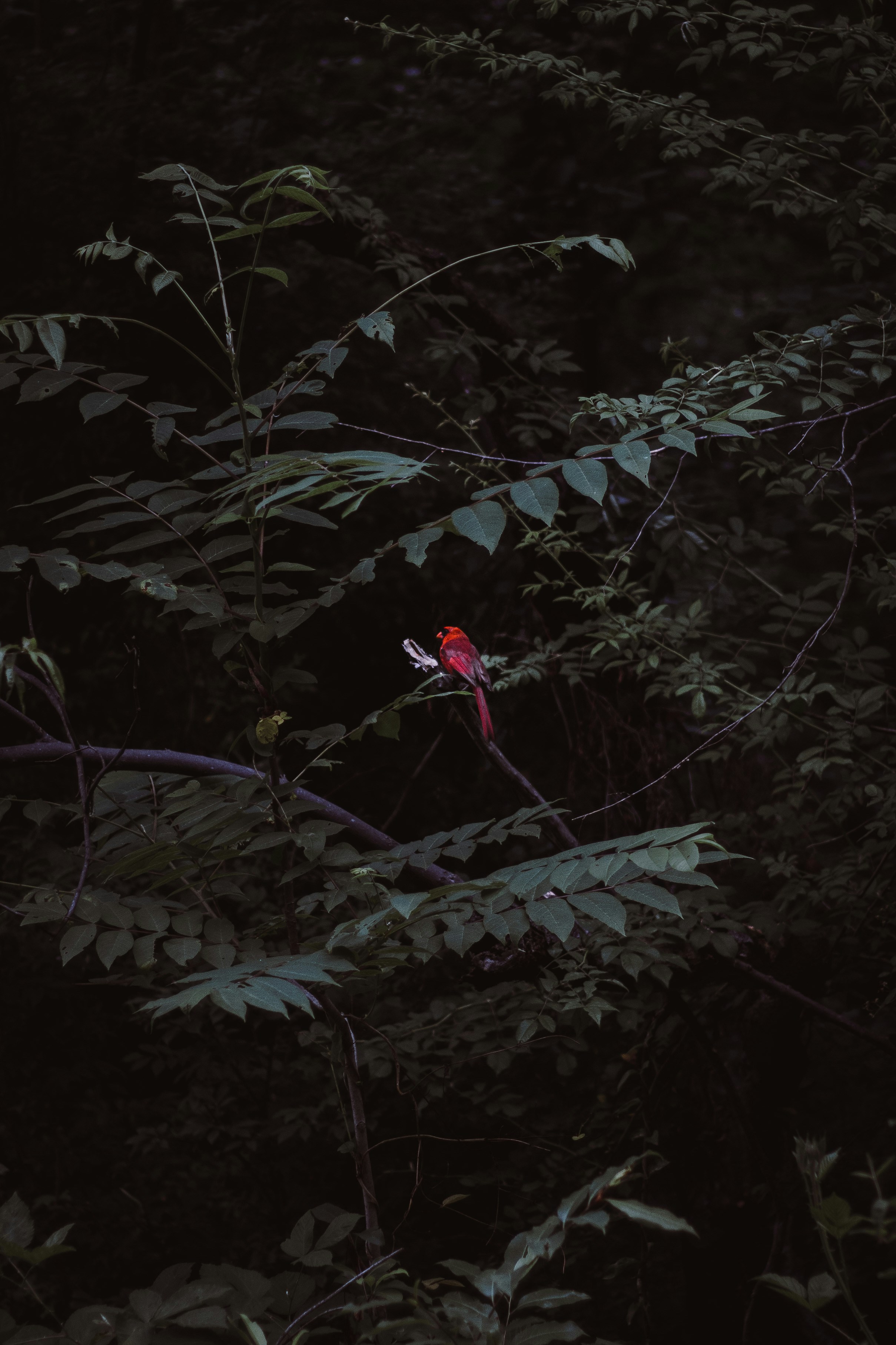 Crimson Cardinal on a Shadowed Branch