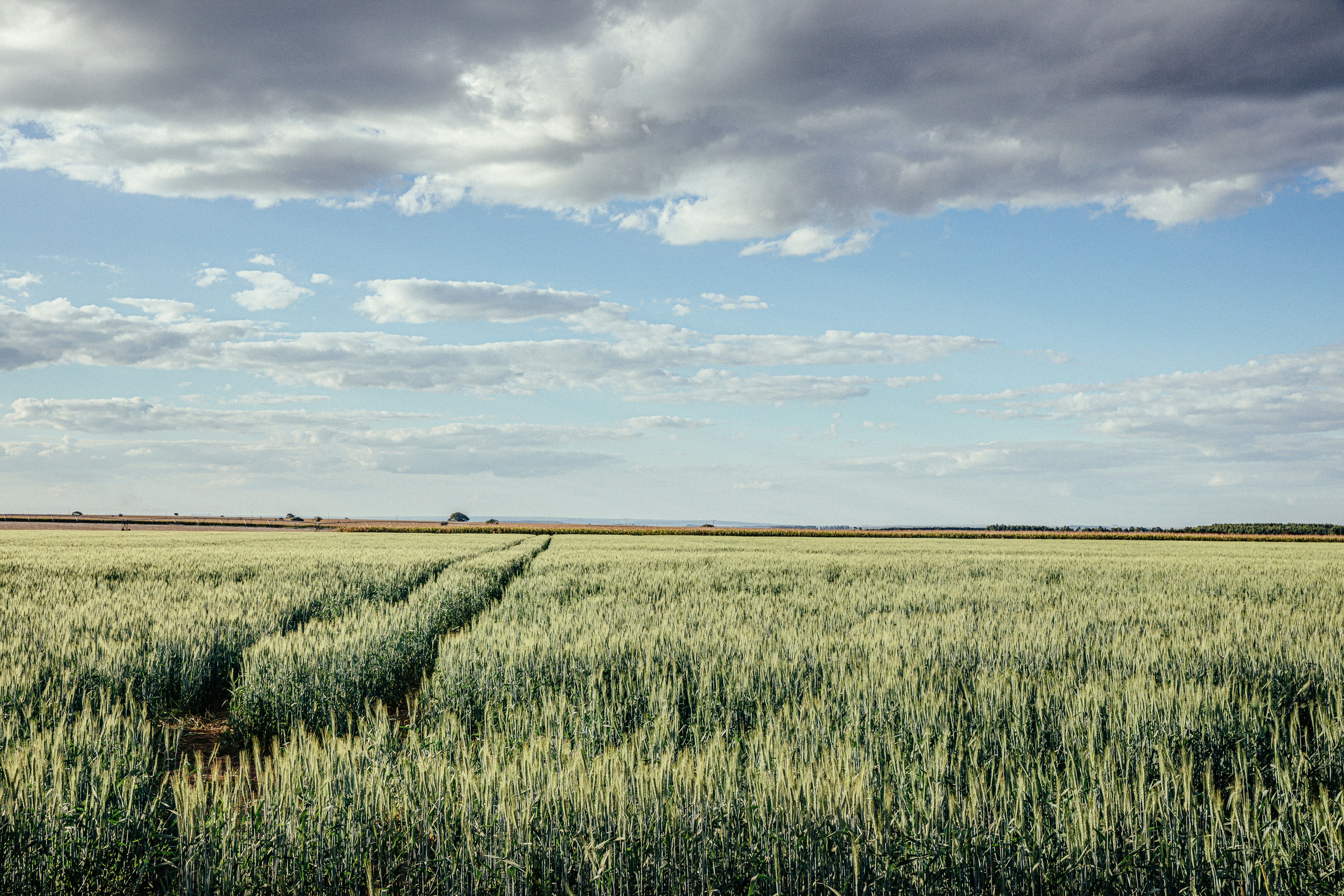 Fields | green grass field under blue sky during daytime