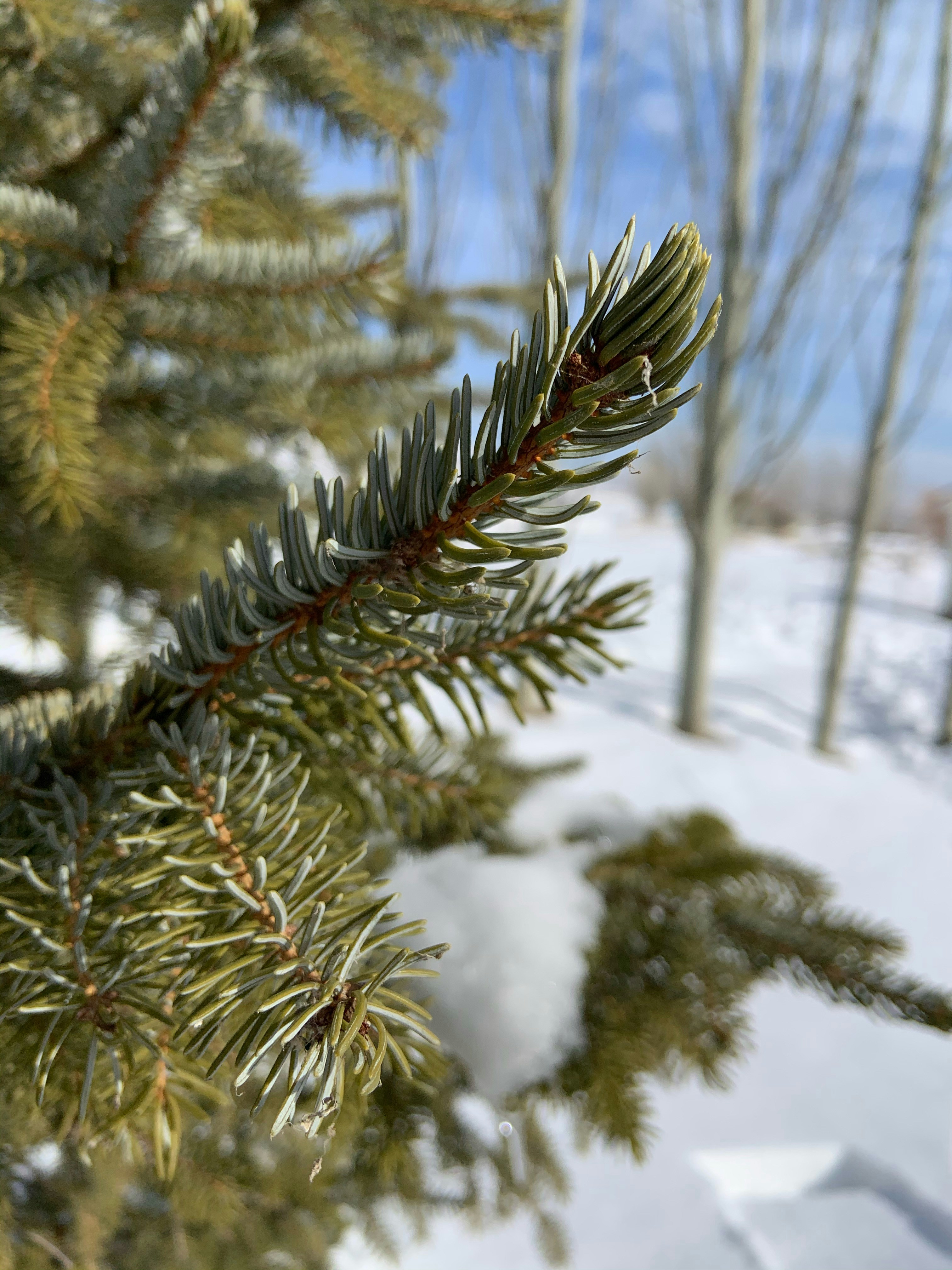 Frost-Blue Spruce: Close-up of Needle Texture in Winter Light