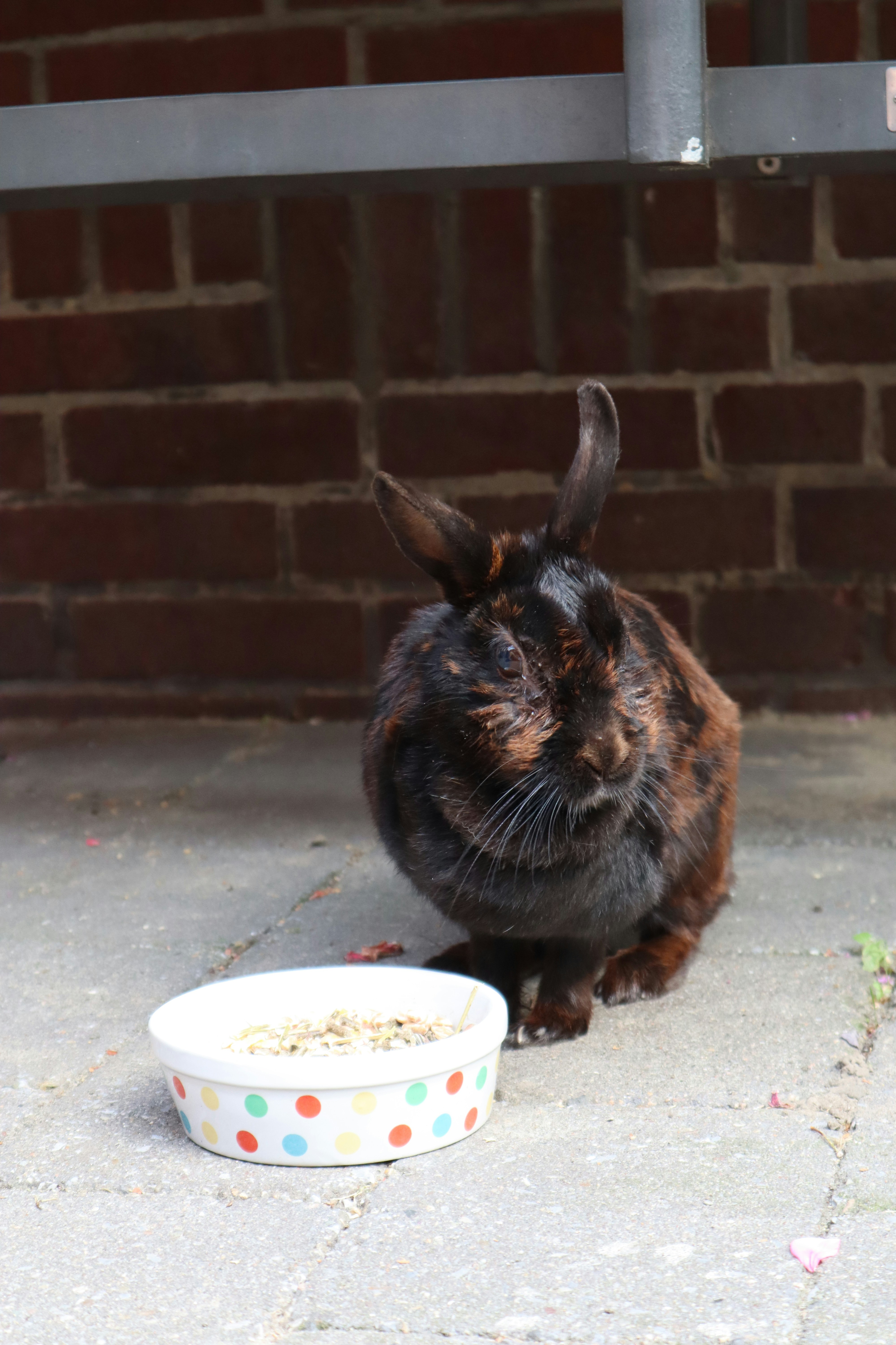 Curious Lop-Eared Rabbit by a Multicolored Bowl on a Brick Patio