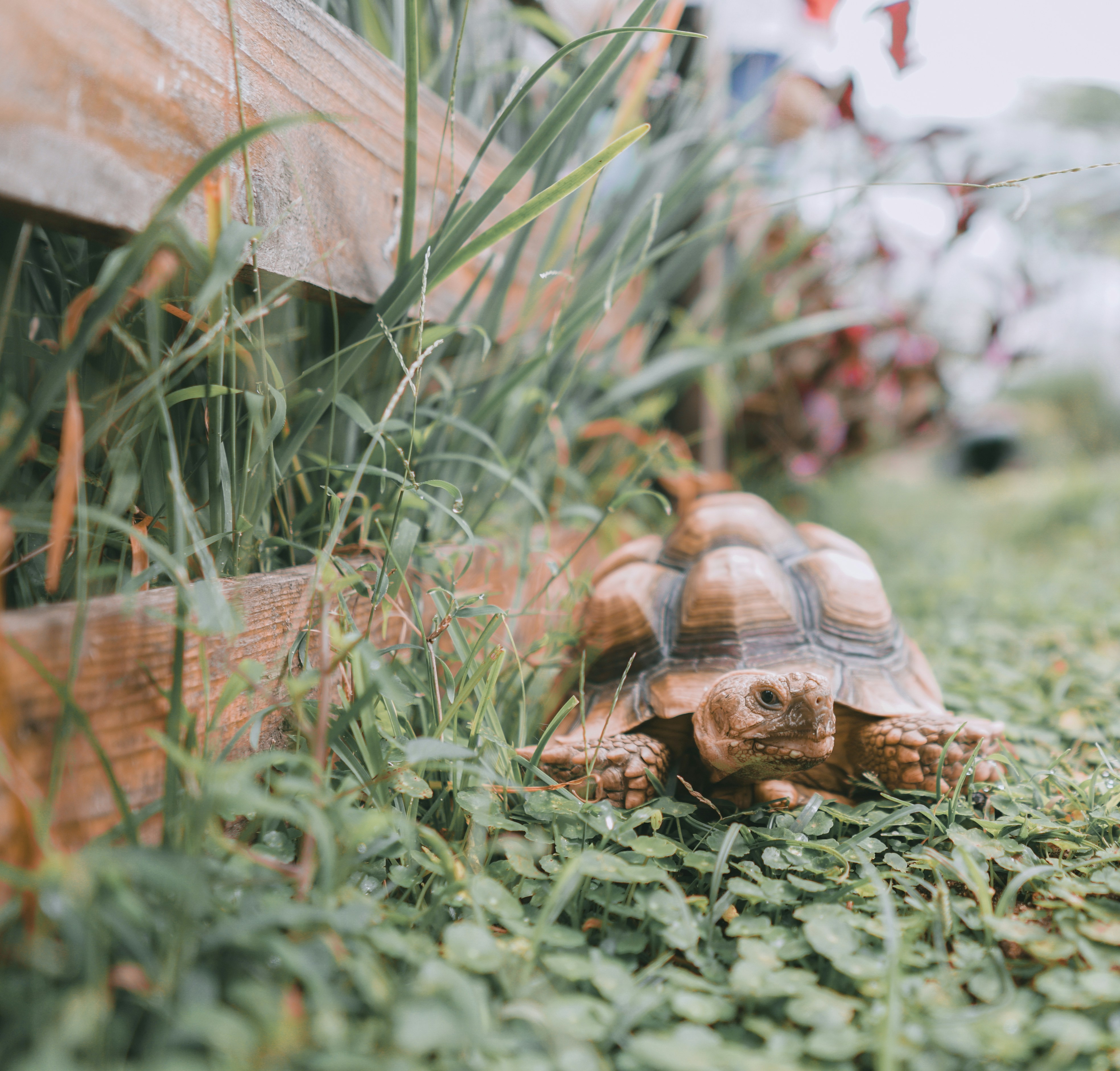 Terrapin at the garden's edge: a quiet trek beside weathered boards