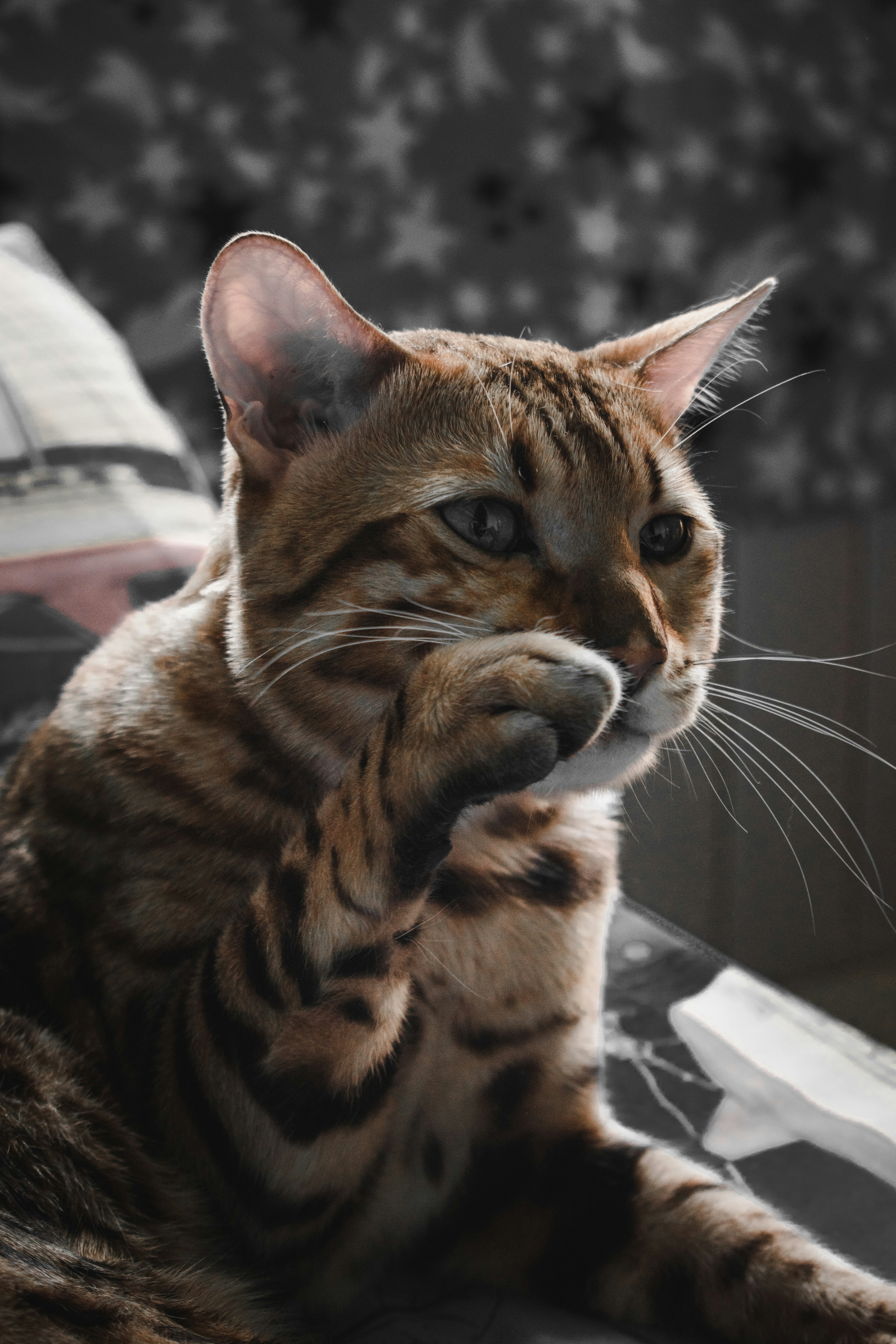 Cats Wallpaper Pictures | Download Free Images on Unsplash