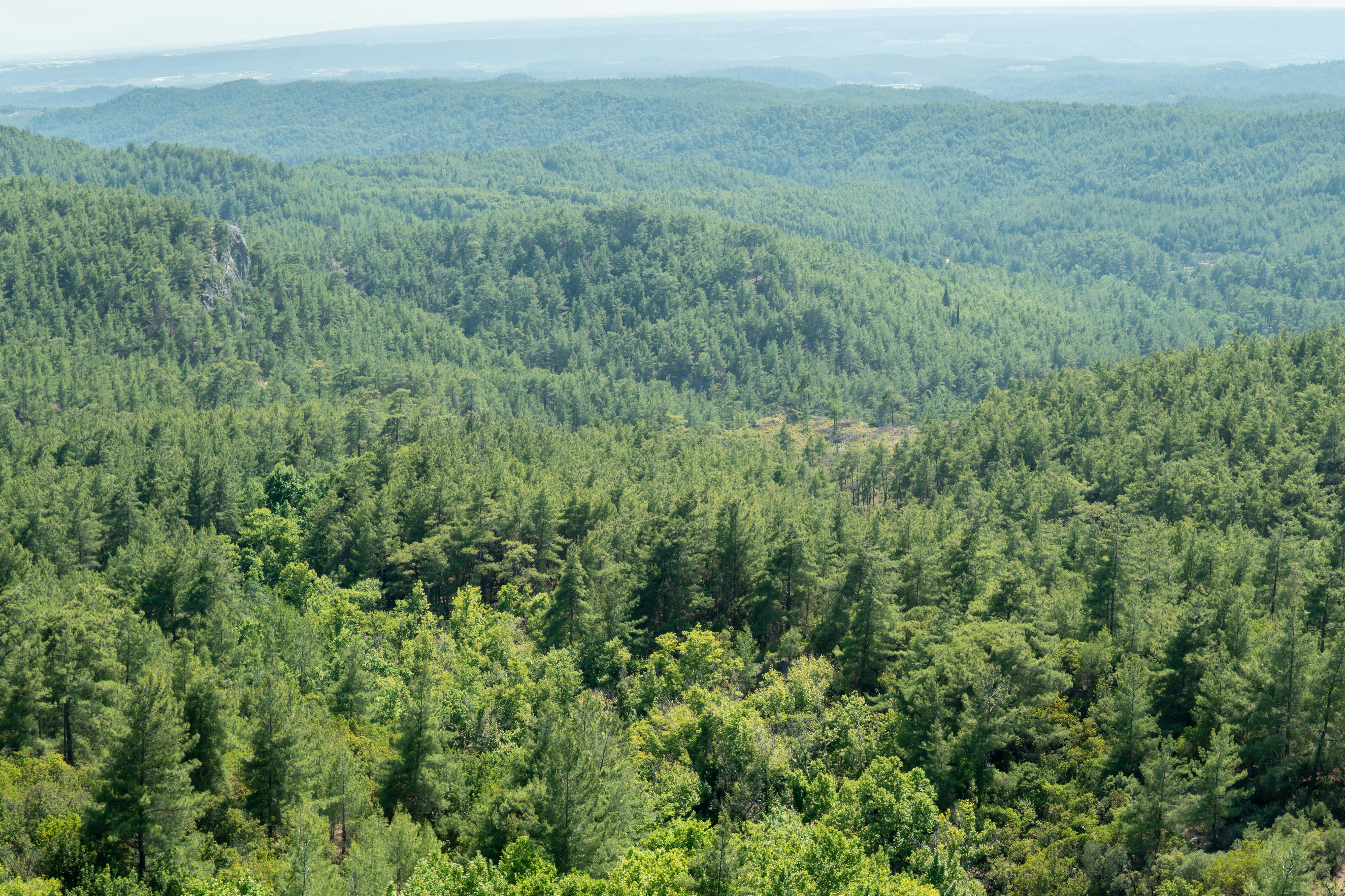 Expansive view of a lush, green forest stretching to the horizon under a clear sky.