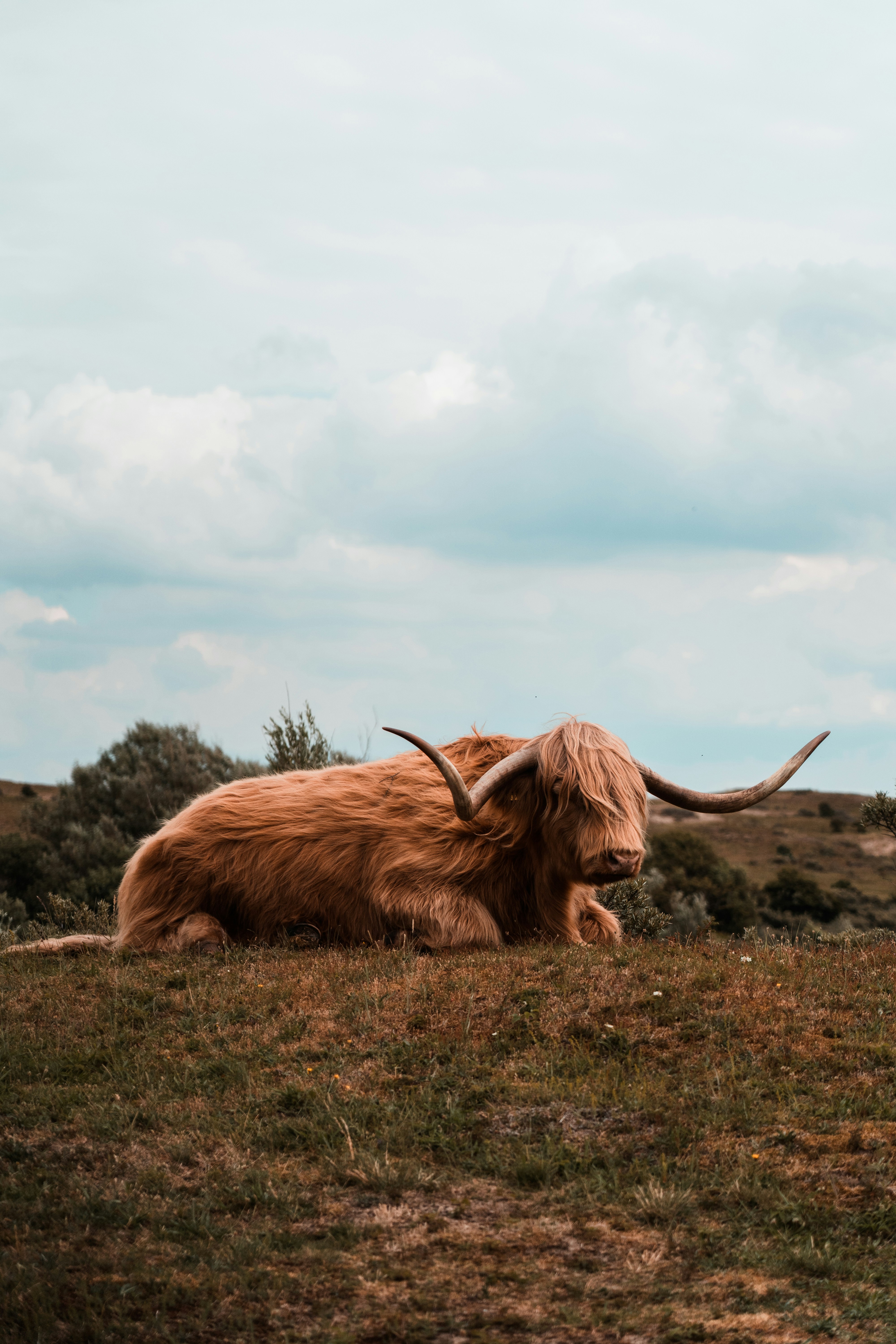 Lowland Highland Cow Resting on a Wind-Swept Knoll Beneath a Moody Sky