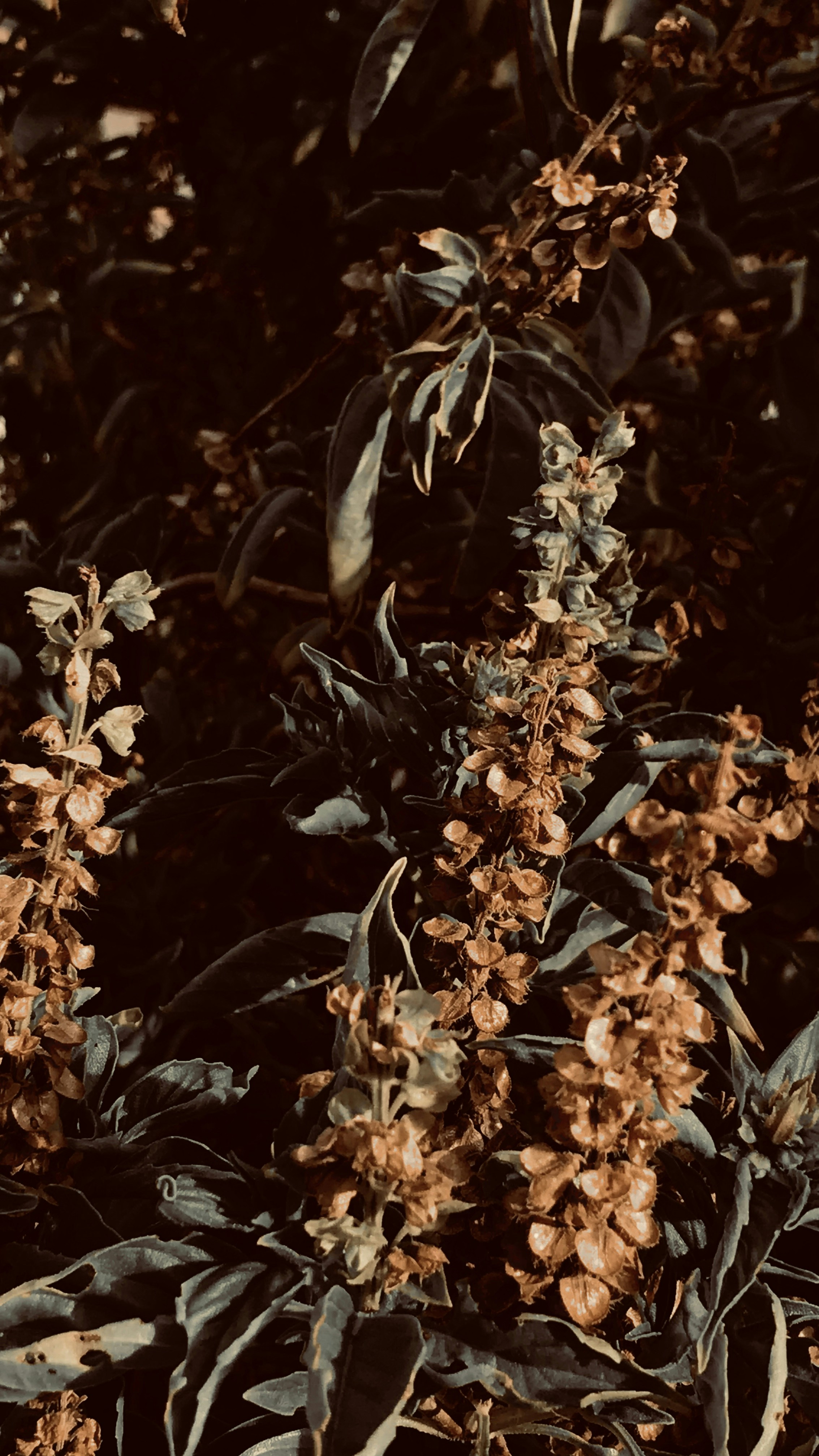 Amber-tinged Floral Stems in Shaded Garden Bed