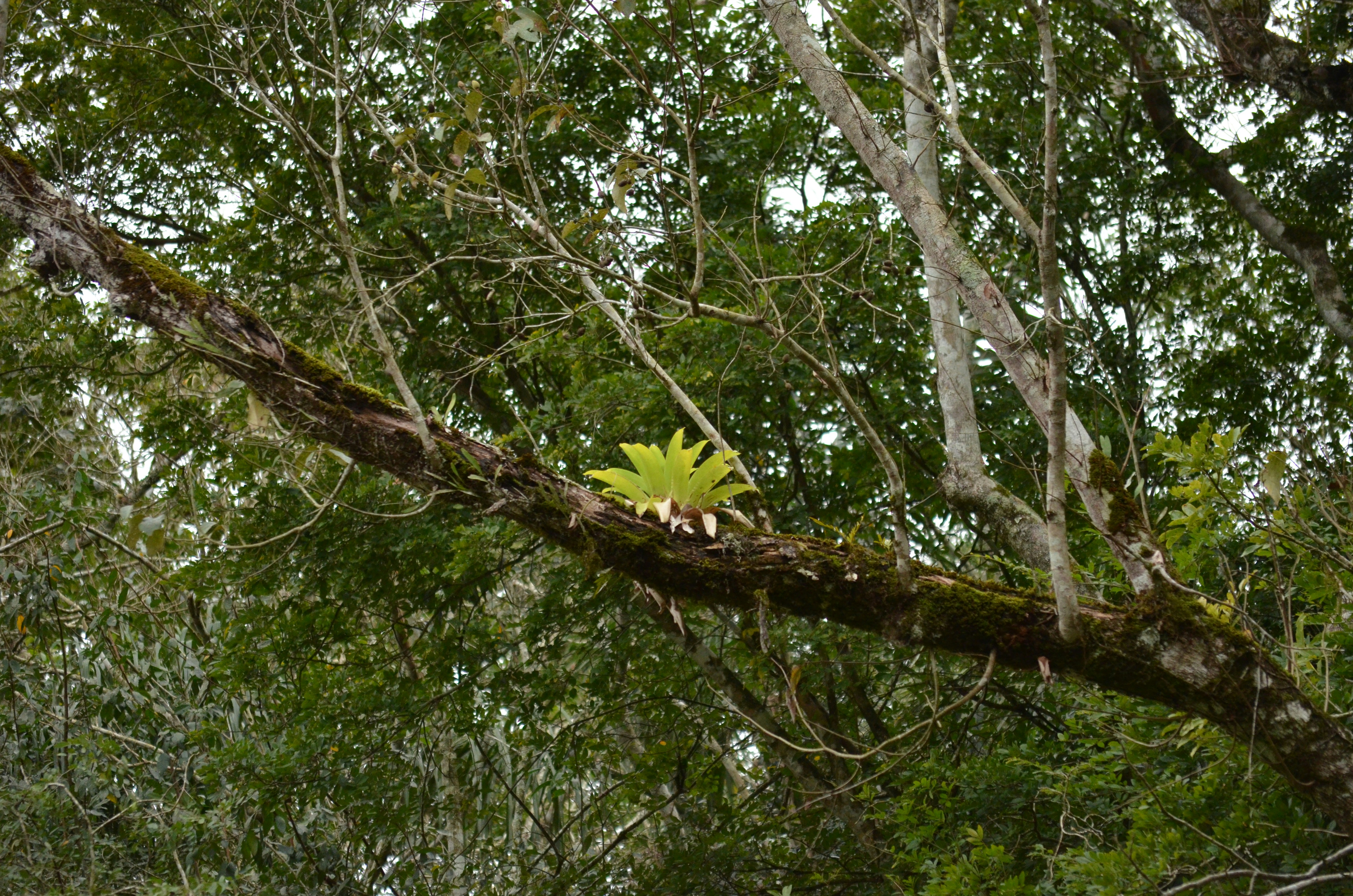 Emerald Sprout on a Weathered Forest Branch