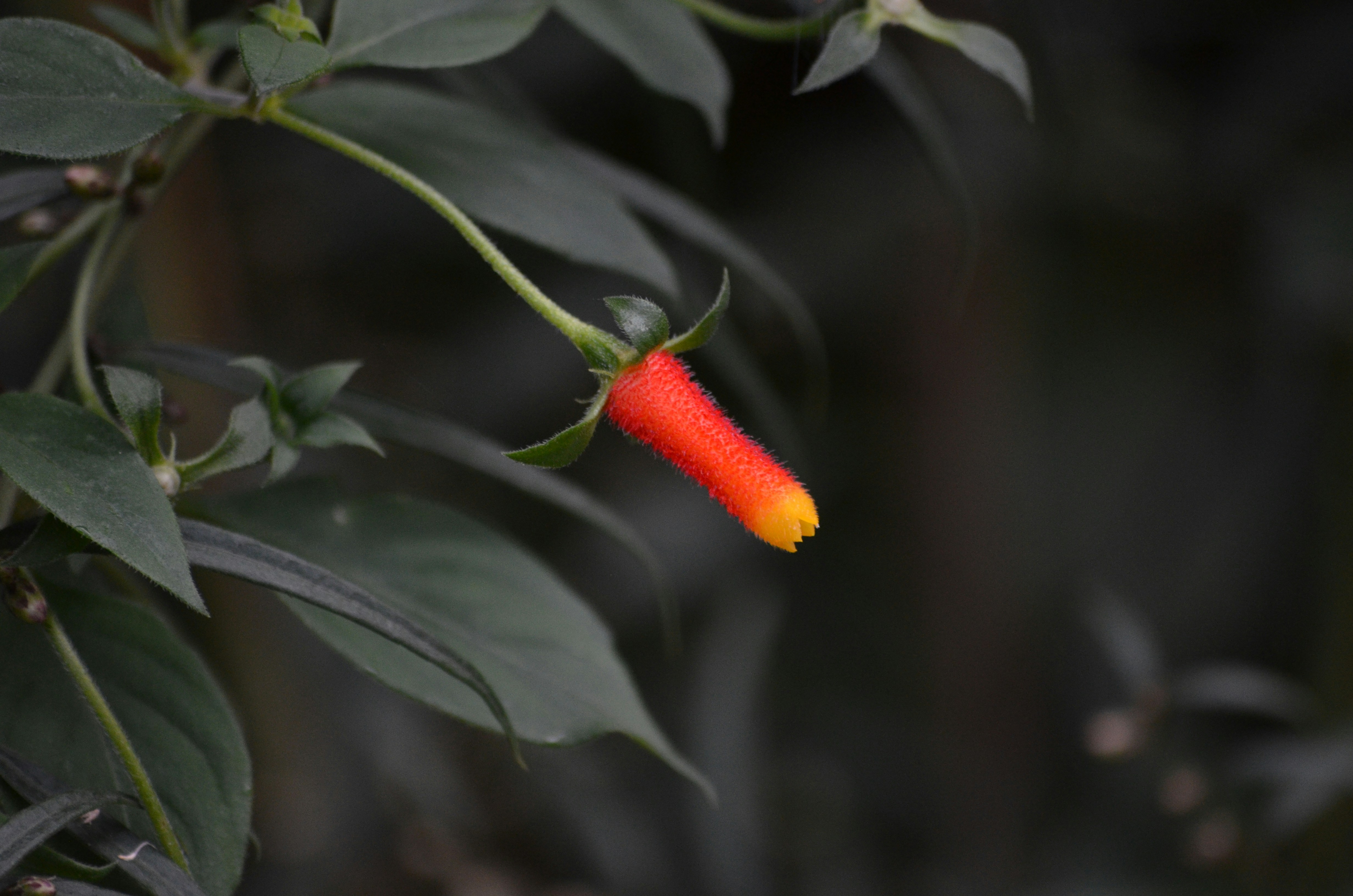 Bright red and yellow tubular flower hanging amidst dark green foliage.