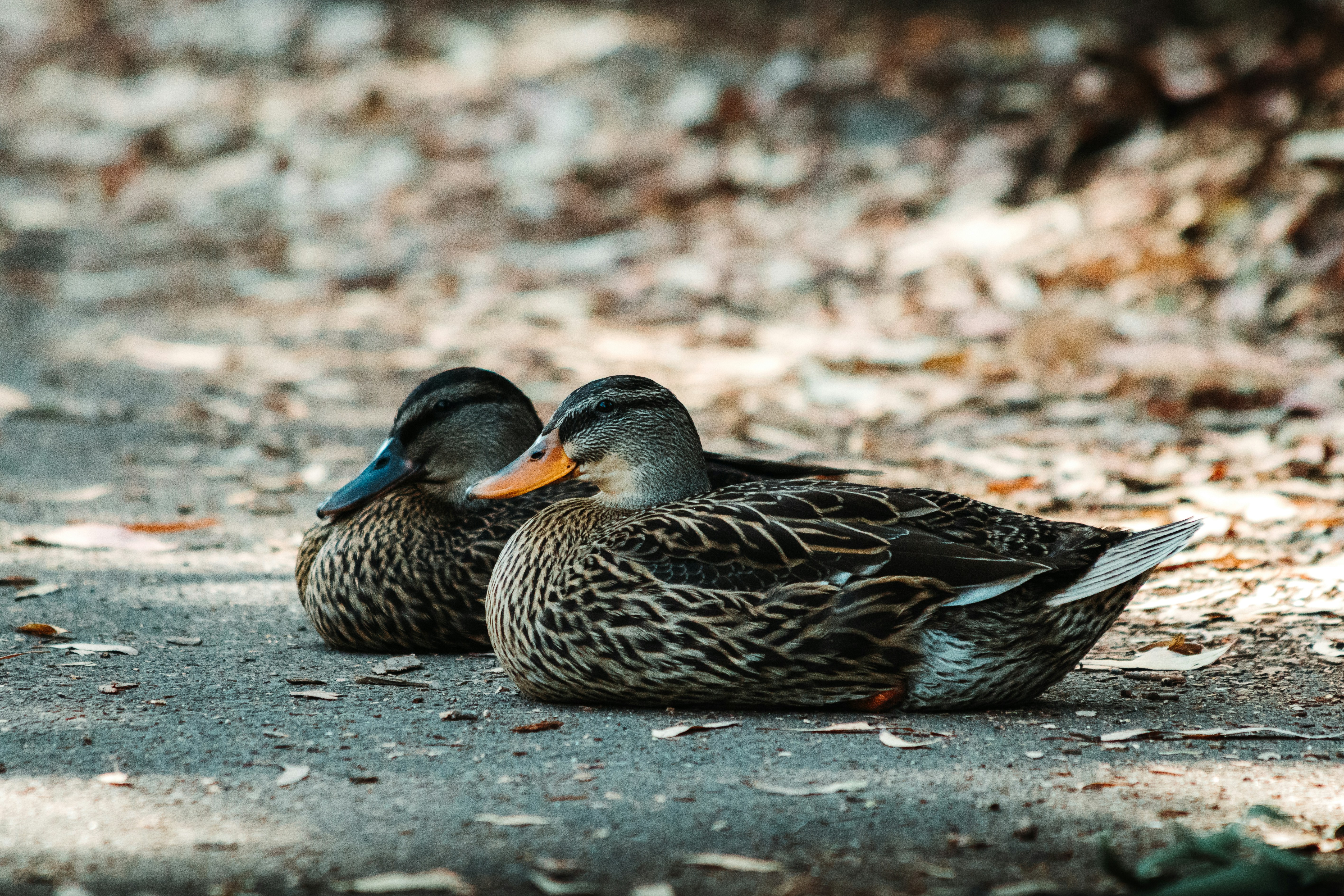 Two Mallards Resting in Dappled Light