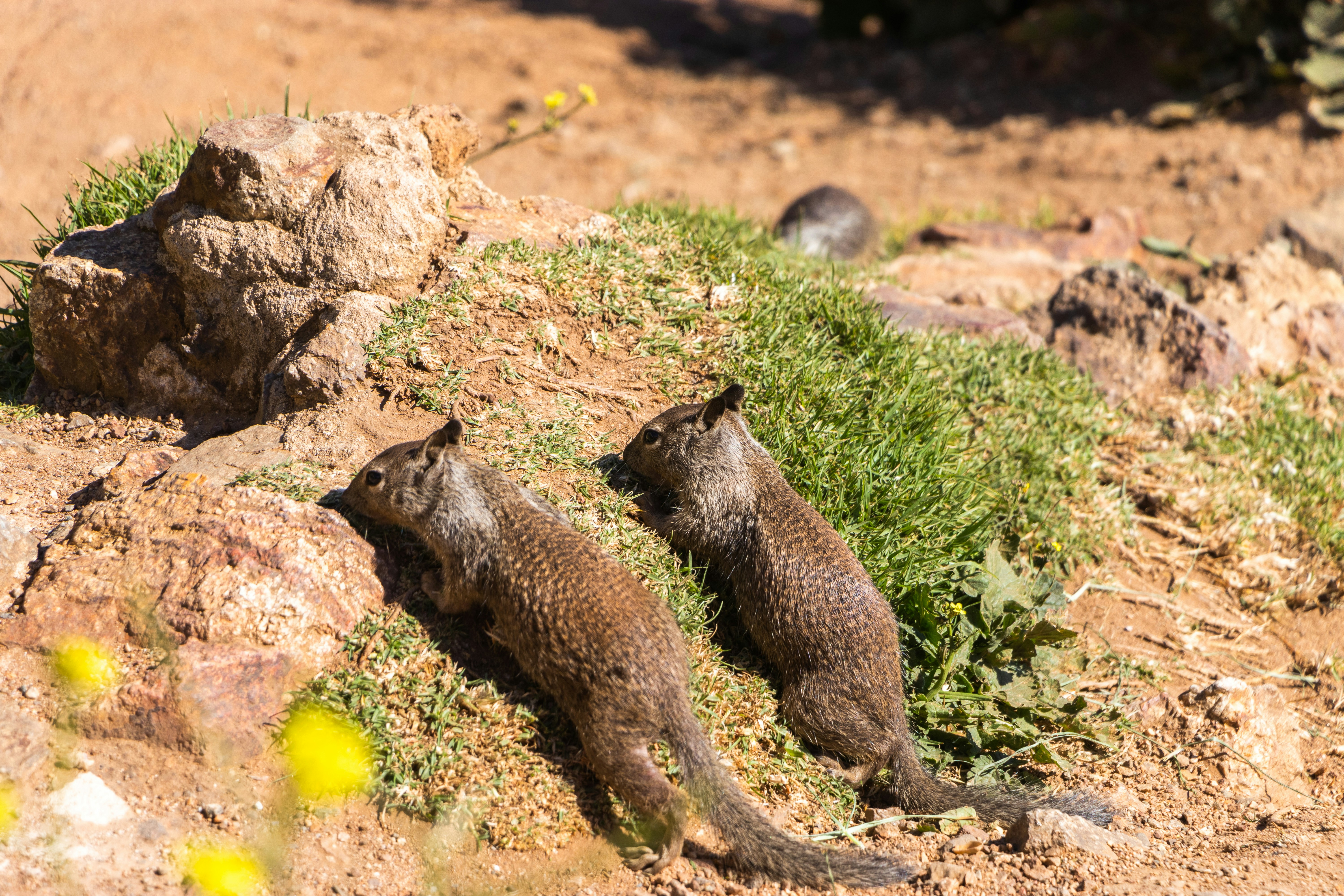 Stonebound Duo: Two Rock Squirrels Perched on a Sunlit Slope