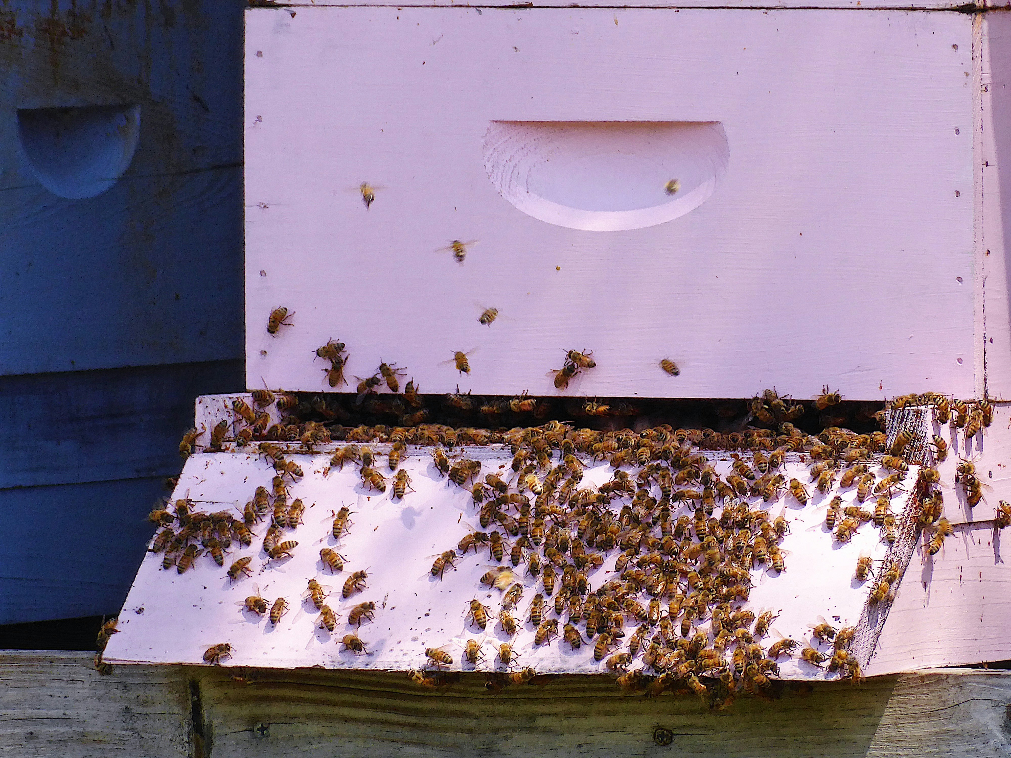 Bees swarming around an open beehive, showcasing their industrious nature and the vibrant colors of the hive boxes.