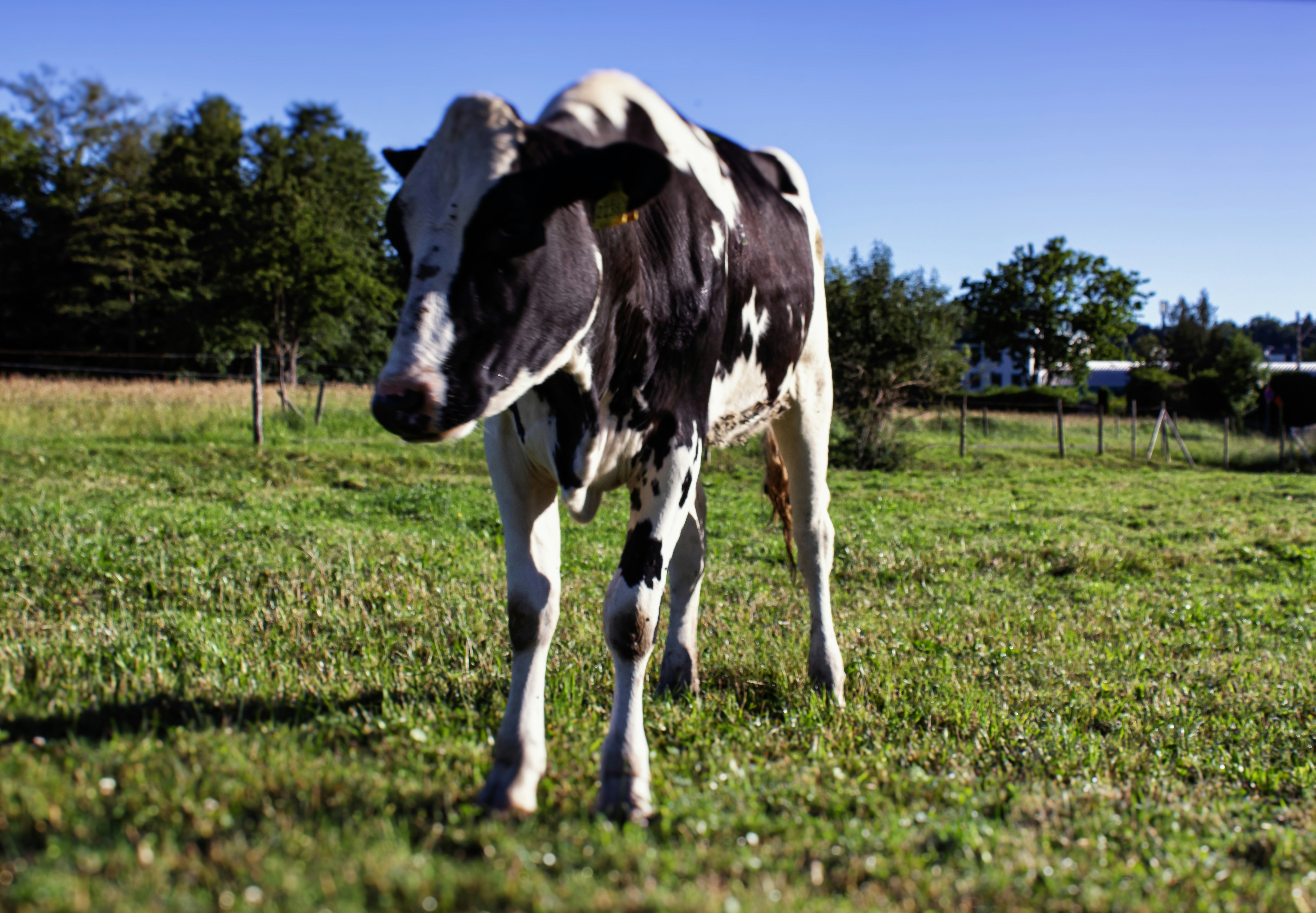 the cow