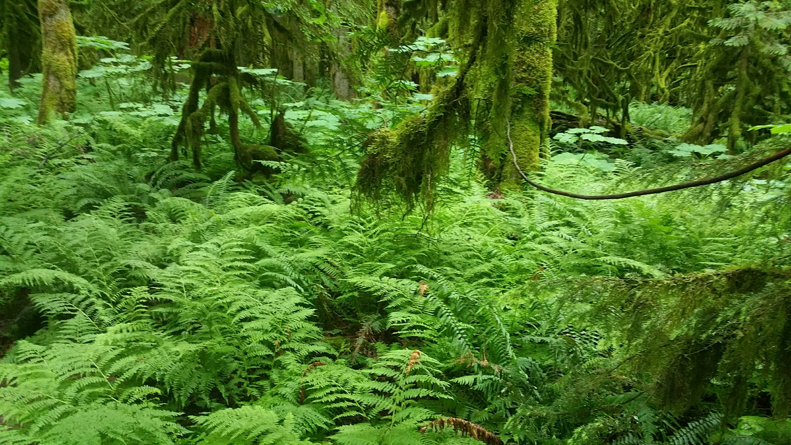 Vibrant ferns blanket the forest floor, surrounded by moss-covered trees in a rich green landscape. The scene evokes a sense of tranquility and connection to nature.