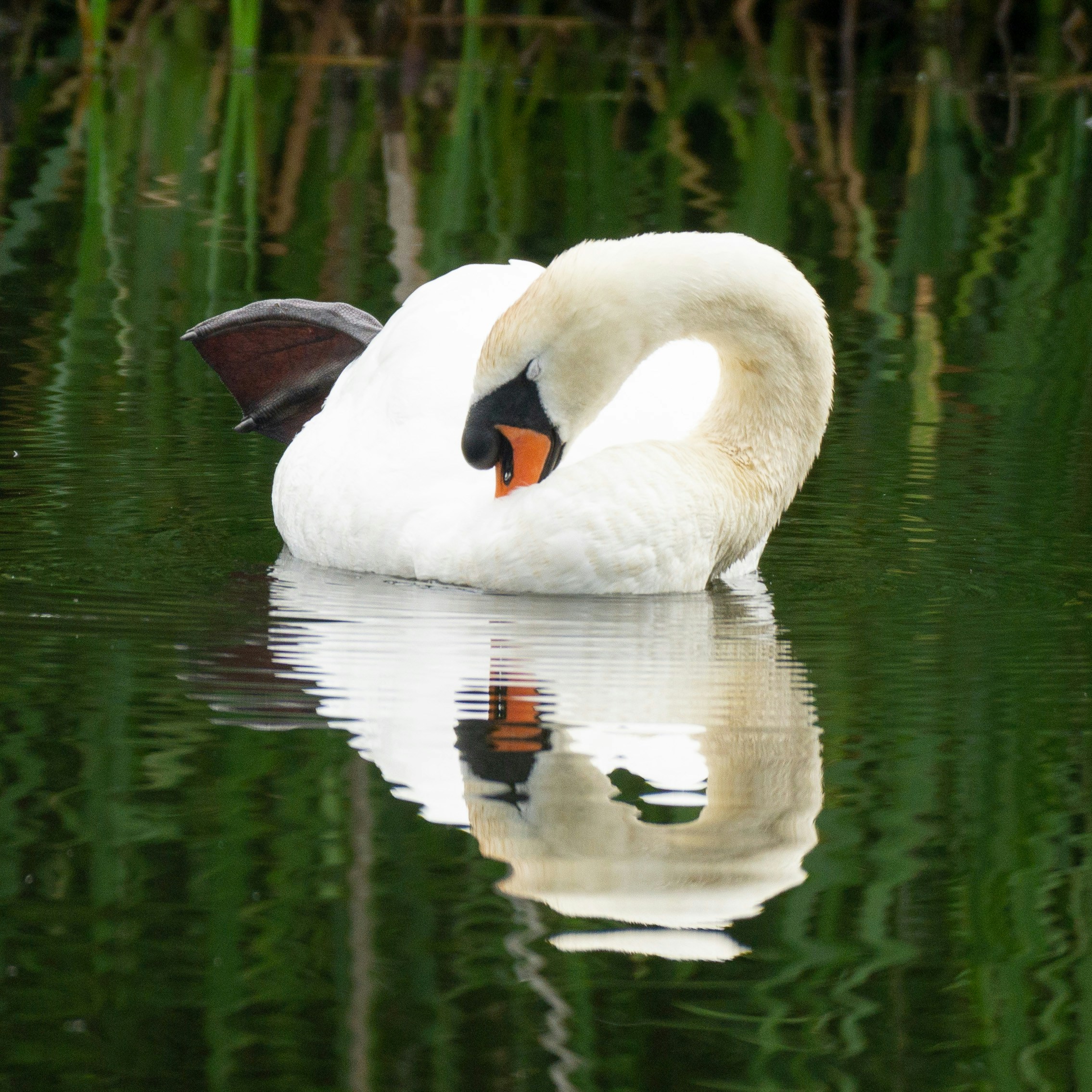 Silk on the Surface: A Swan Preens in a Glassy Green Lake