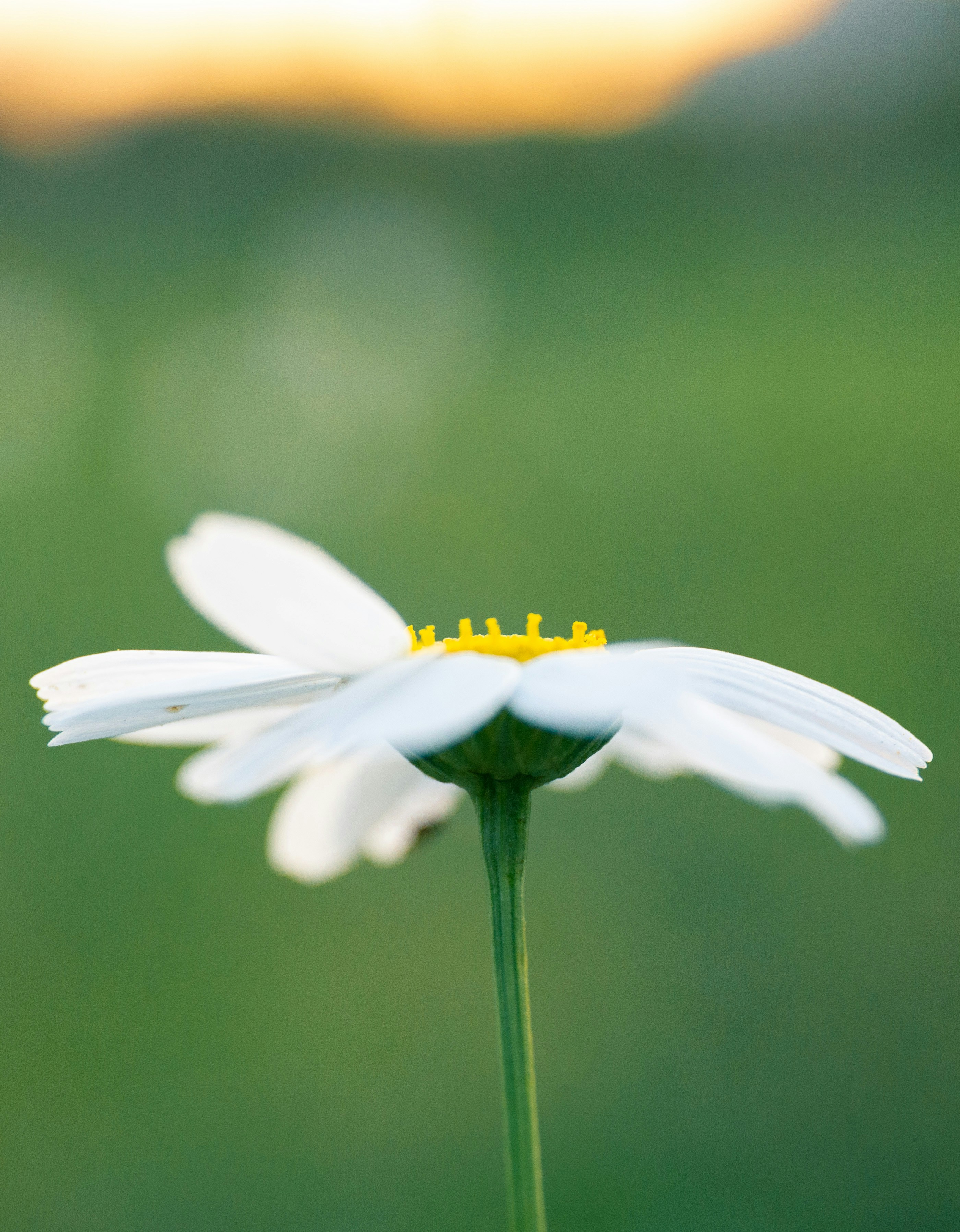 Daisy Spotlight: a white bloom with a bright yellow center against a velvet-green blur