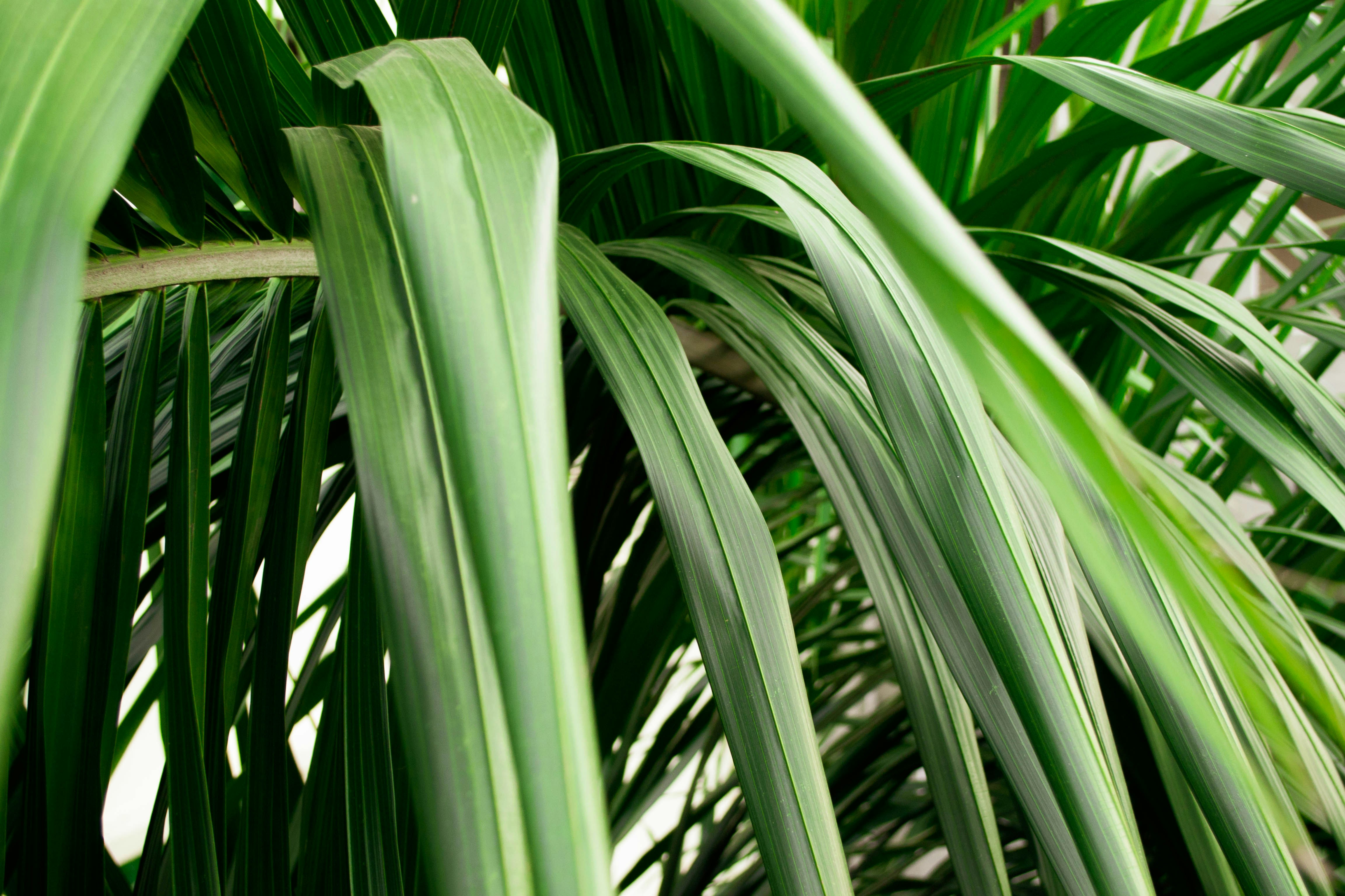 Vibrant green palm leaves creating a textured pattern, showcasing the intricate details and natural beauty of tropical flora.
