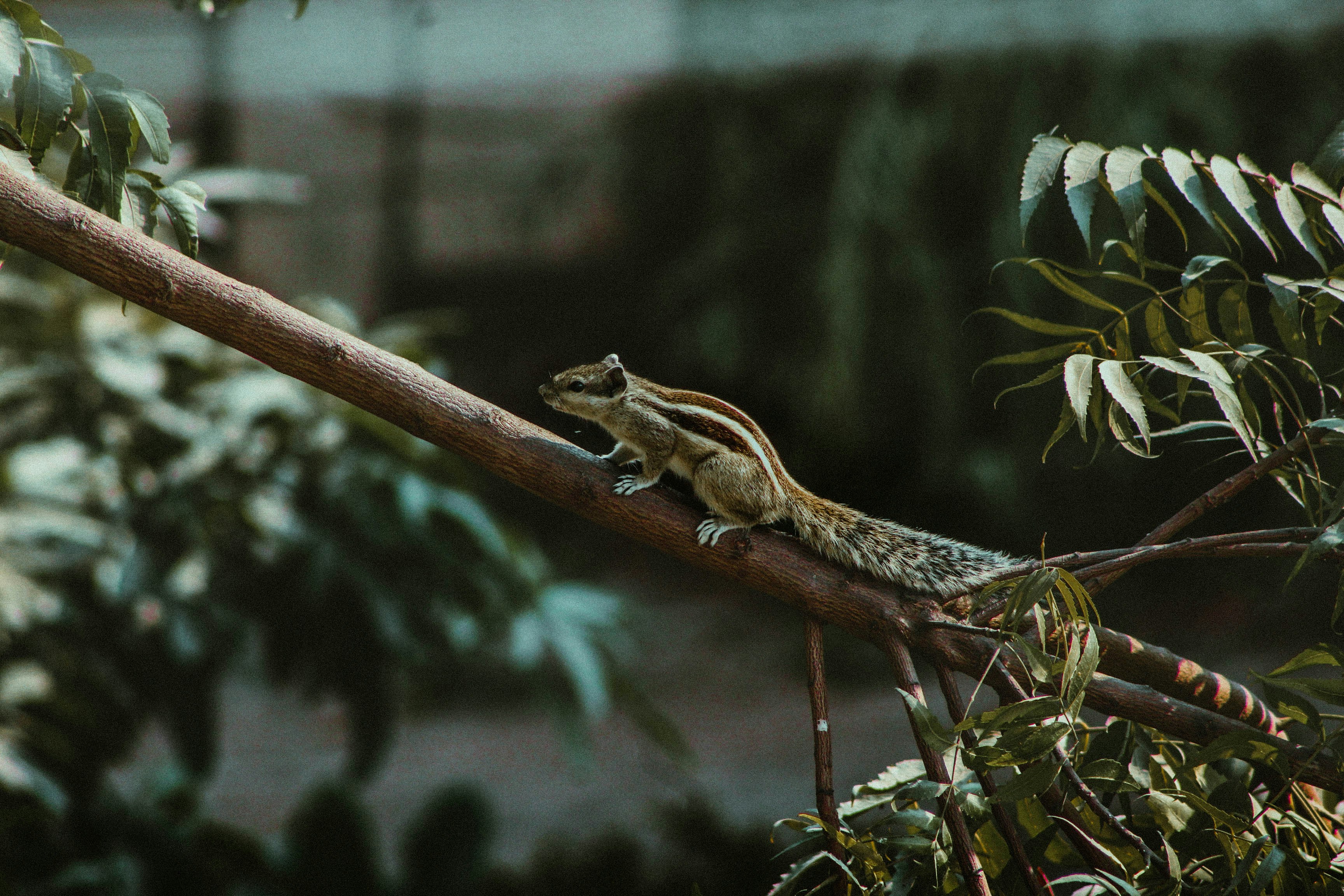 Nature's Agile Acrobat: A Squirrel's Perch