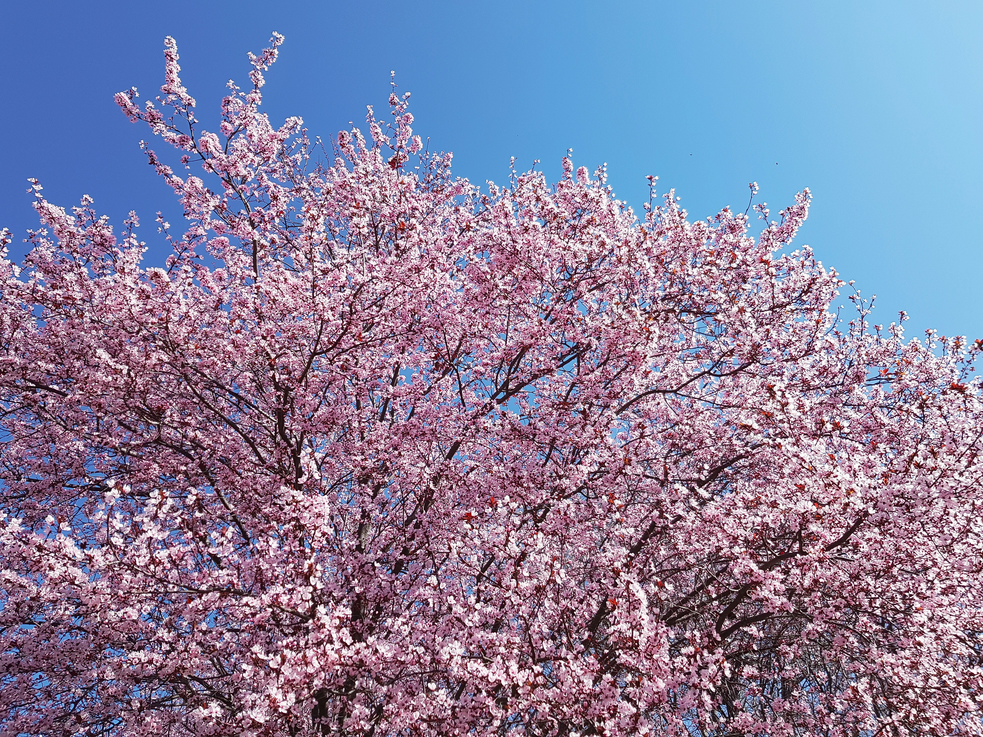 Pink cherry blossom tree under blue sky during daytime photo – Free ...