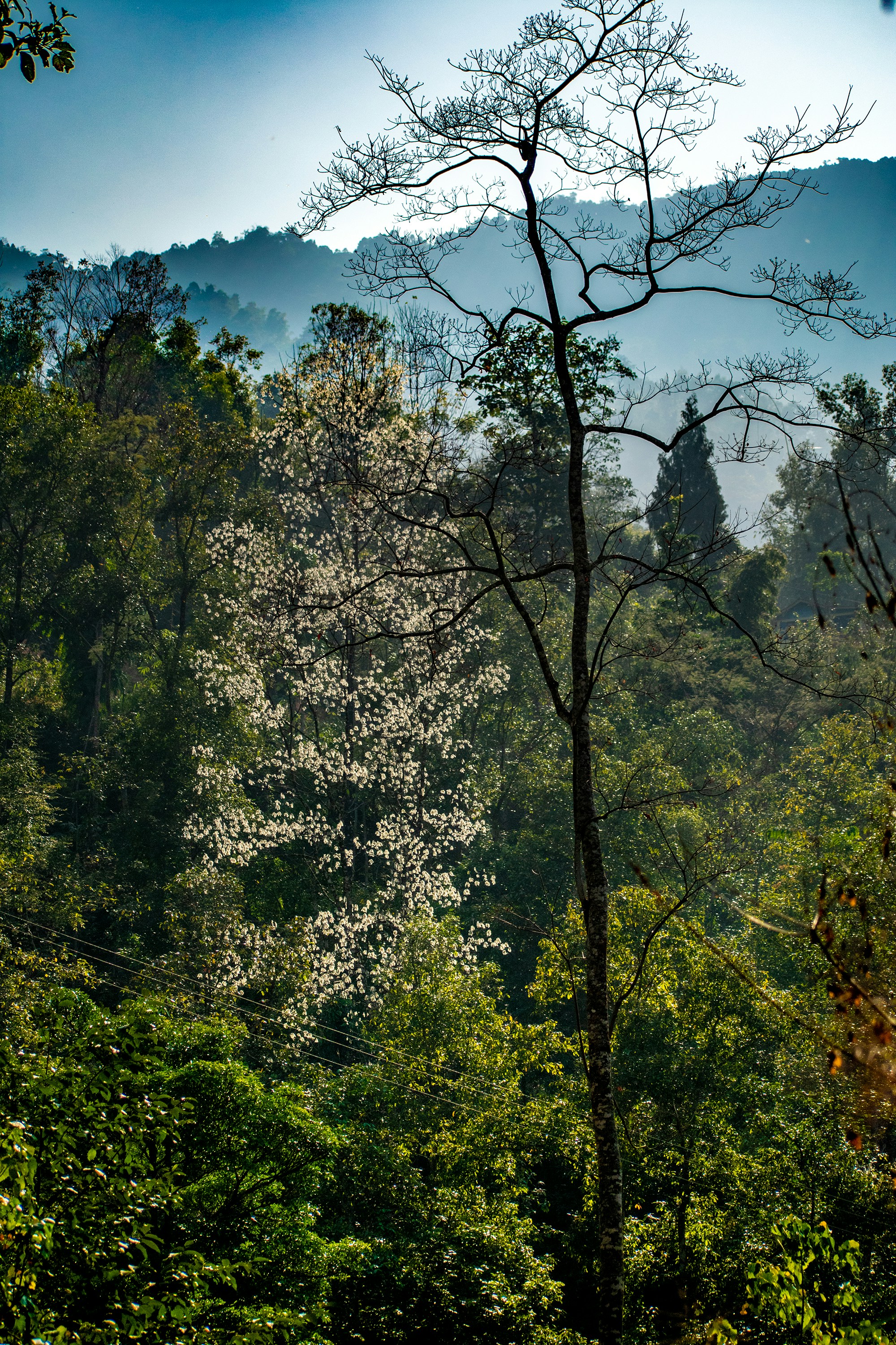 The Bare Sentinel Amid White Blossoms on a Sunlit Ridge