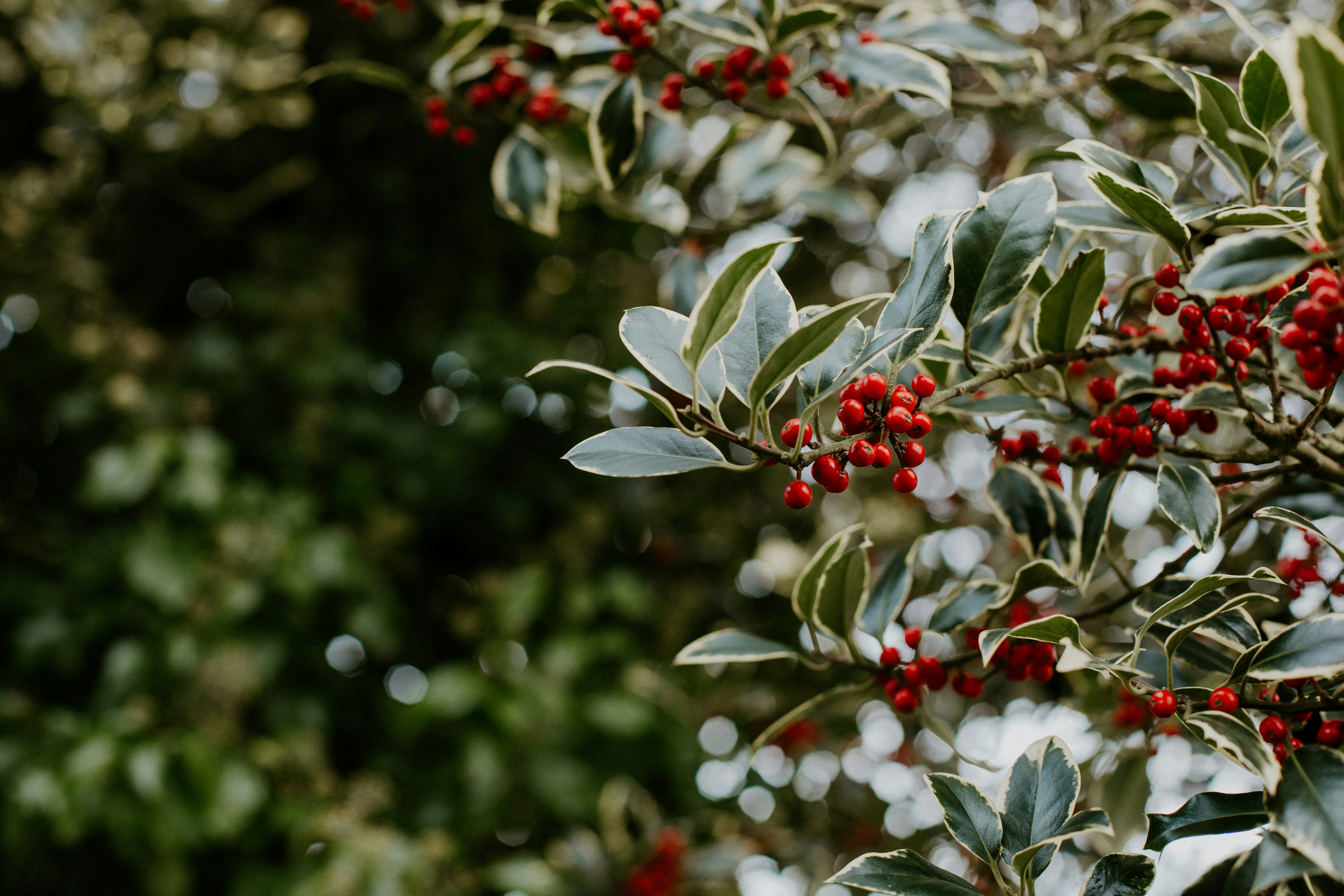 Green And Red Pictures | Download Free Images on Unsplash