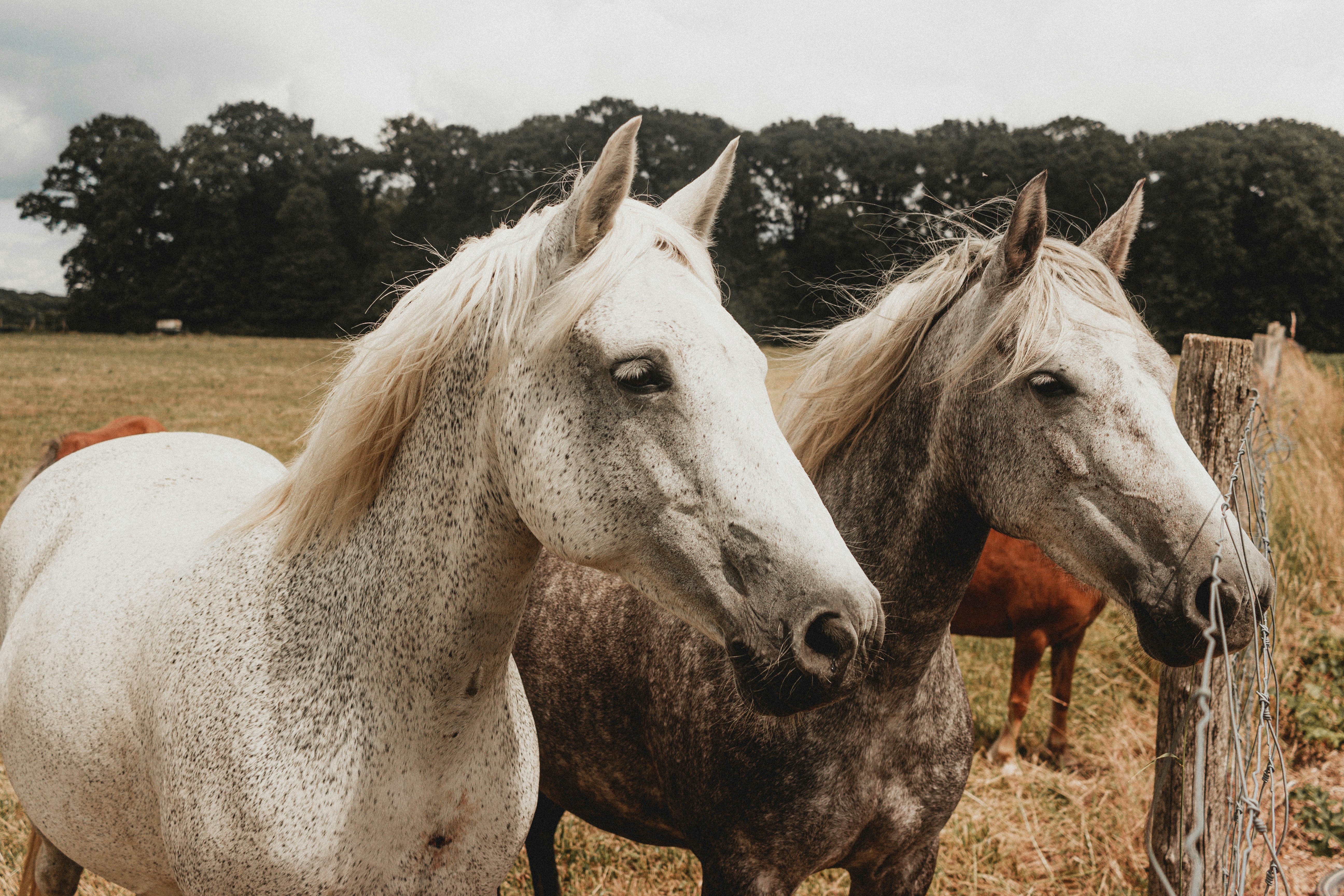 Pasture Companions: Two Pale Horses at the Fence in Warm Light