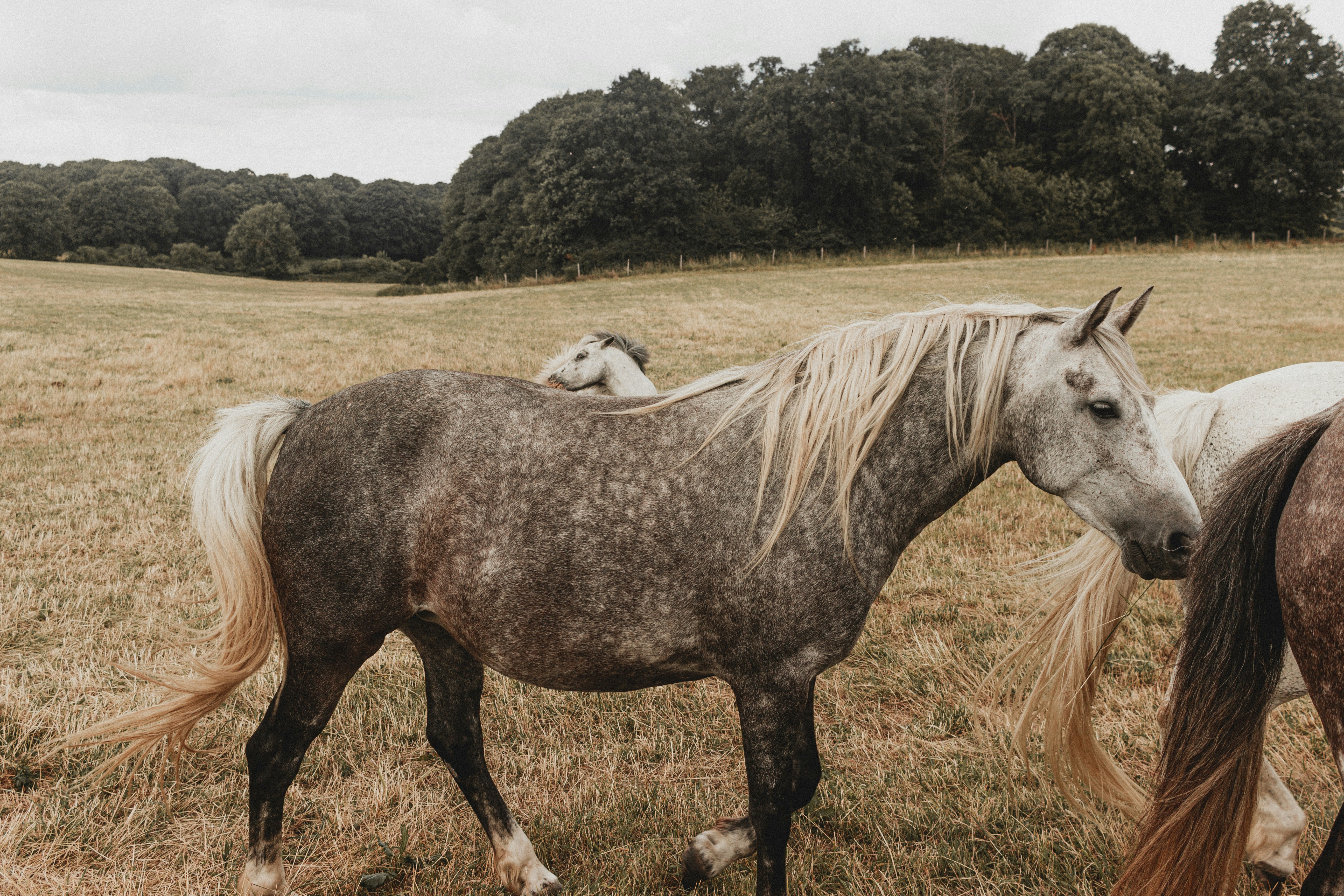 Dappled Grey in a Golden Meadow: Companions Move Through Quiet Pasture