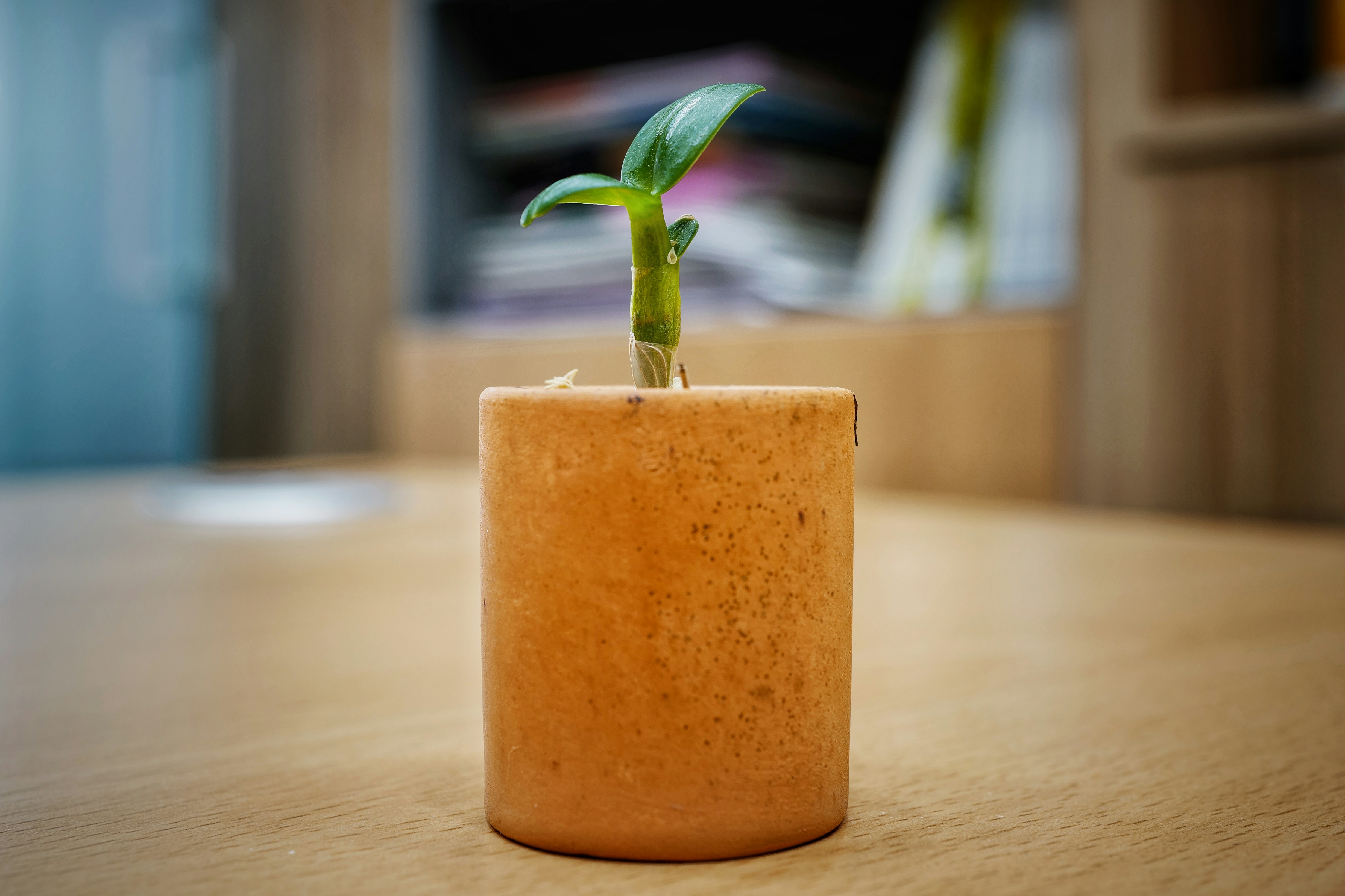 Sprout in a Soft Spotlight: A Potent Green Shoot Rising from a Minimal Terracotta