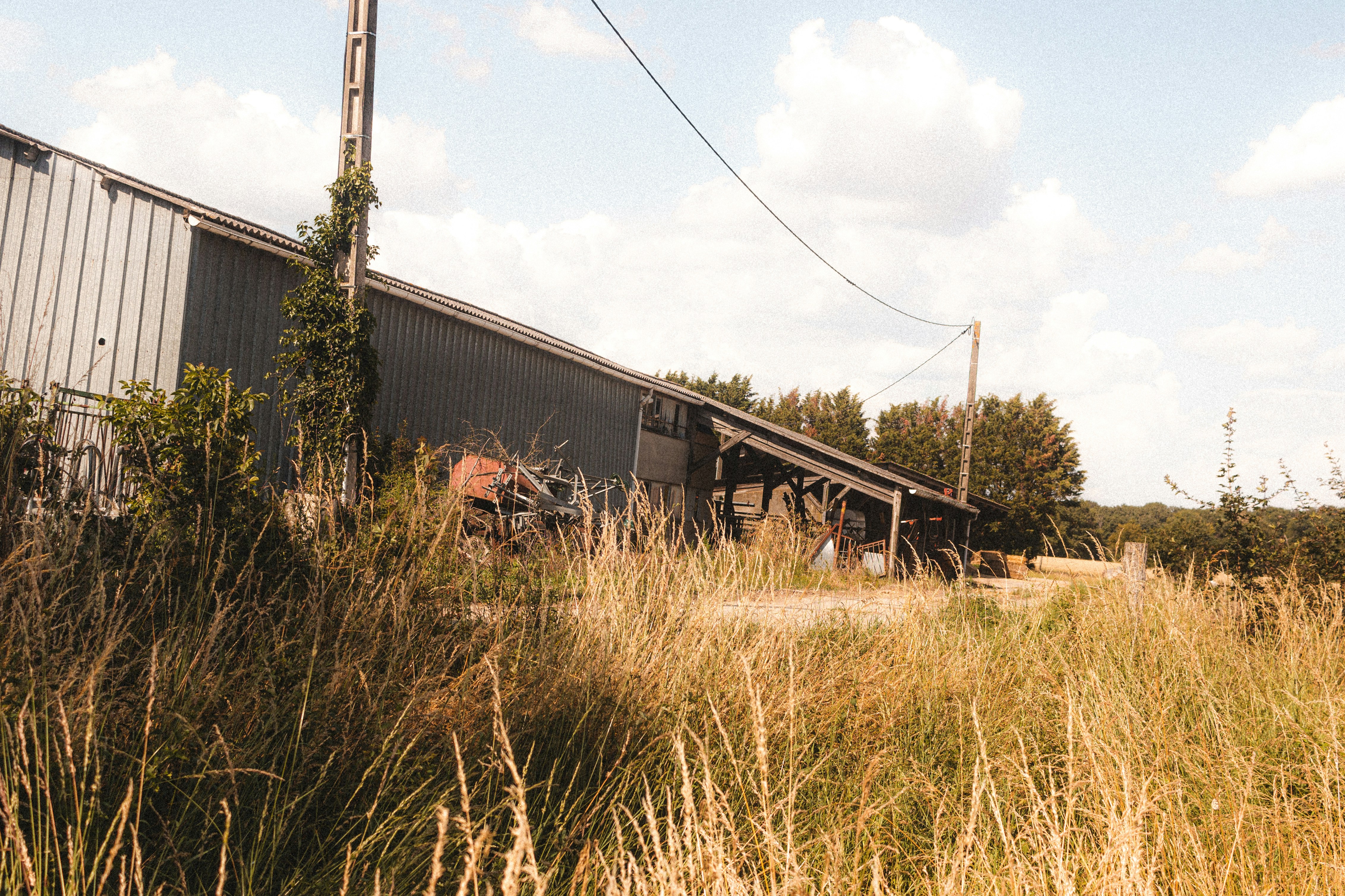 Weathered barn leaning amidst tall grasses under a blue sky with scattered clouds.