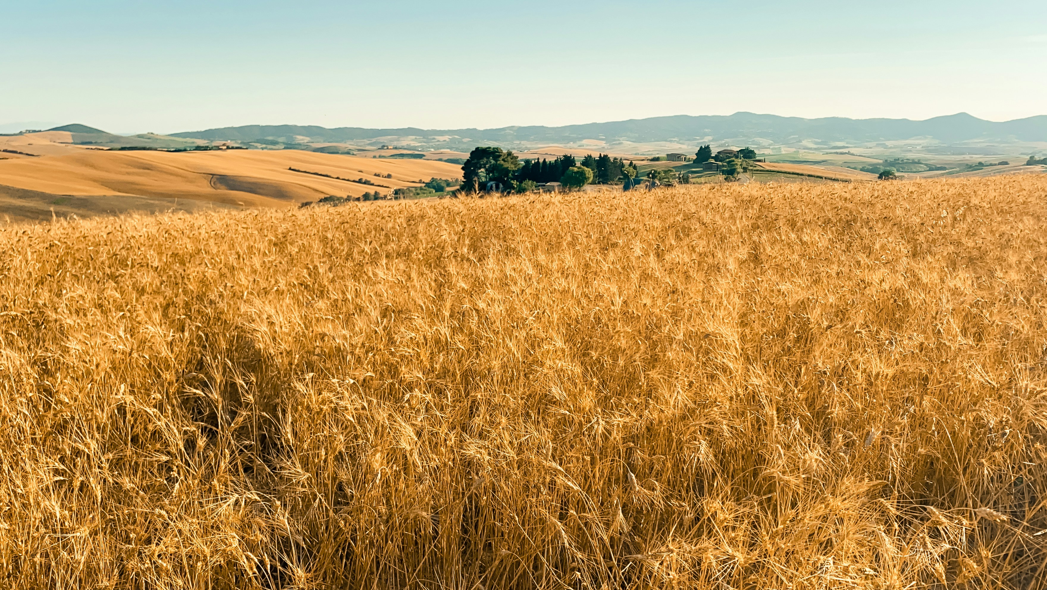 Golden Waves of Grain Under a Clear Sky
