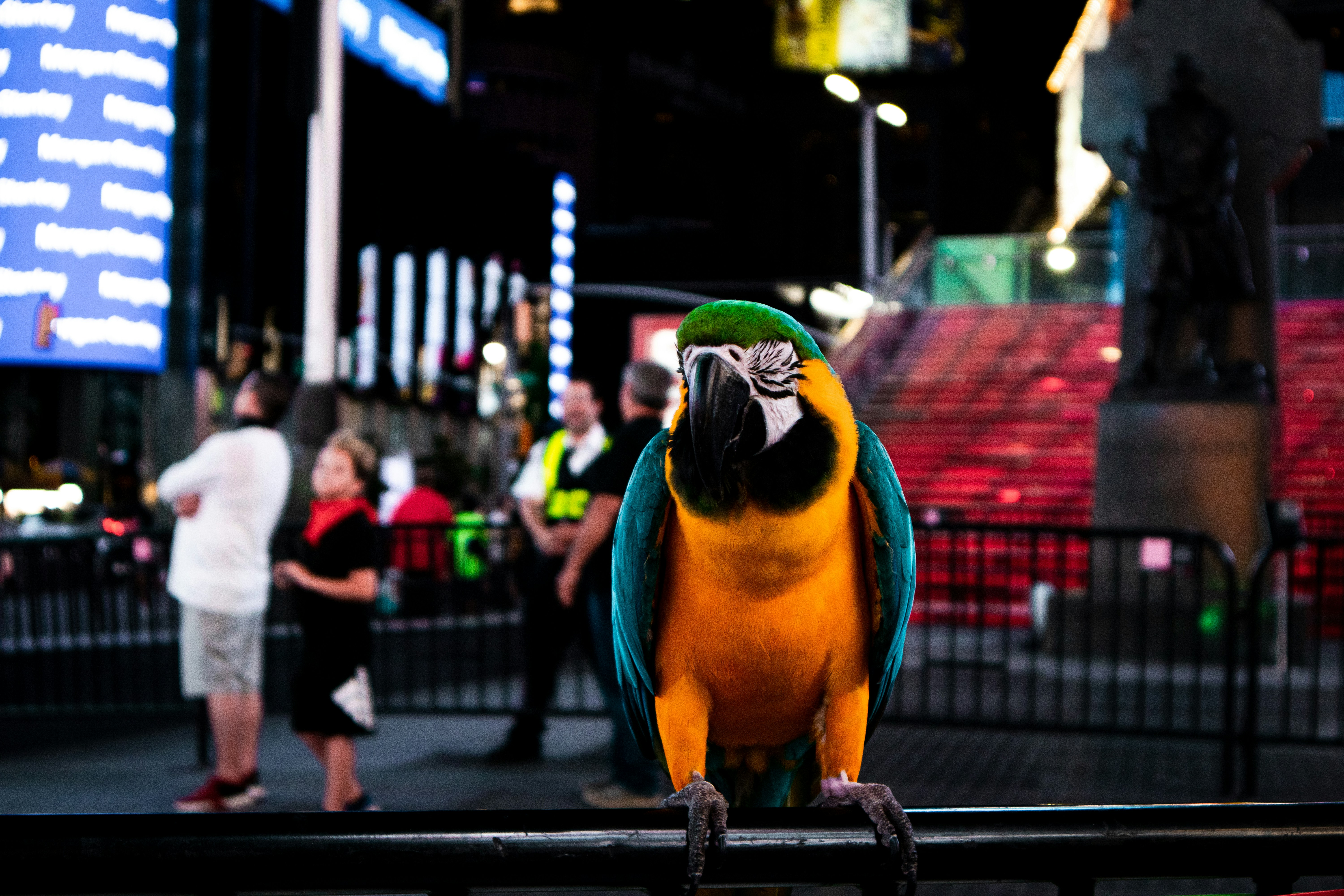 Emerald Crown in Neon: Macaw Guarding the City