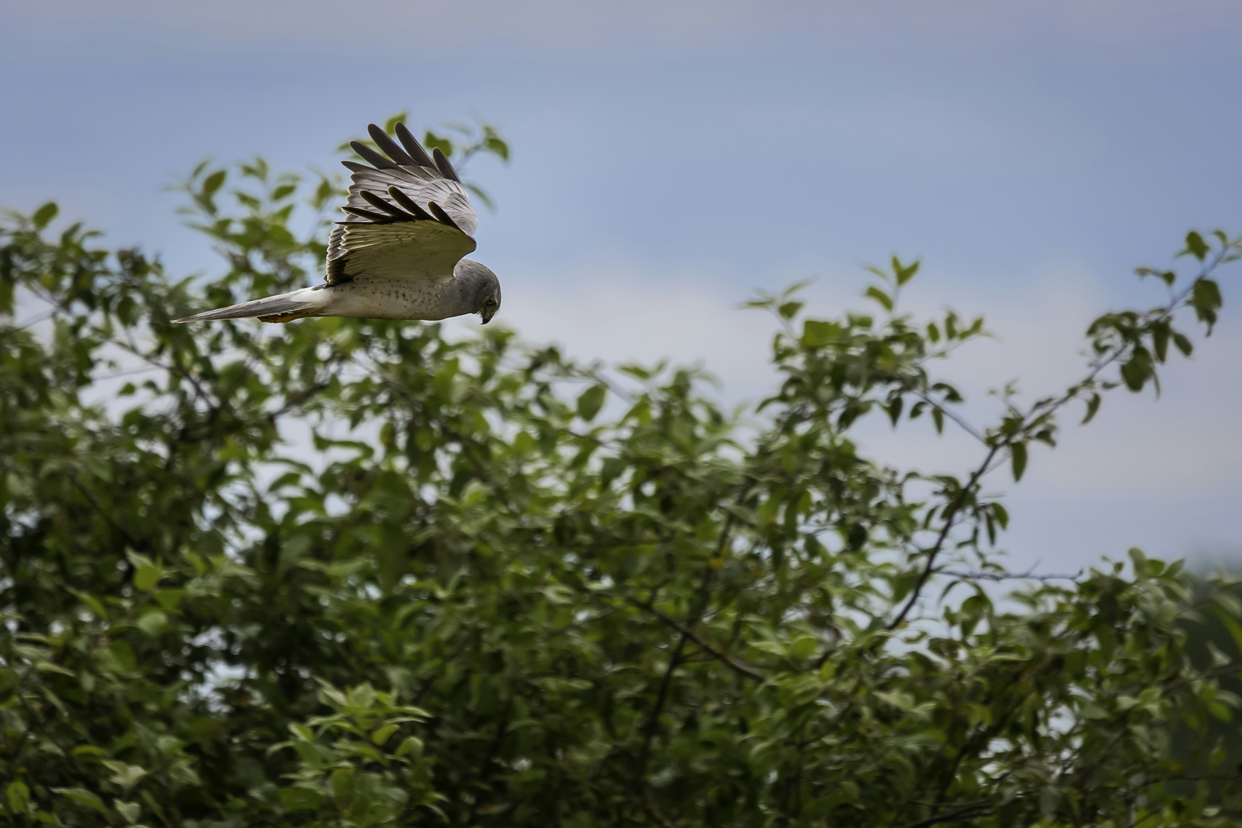 Définition de harrier | Dictionnaire français