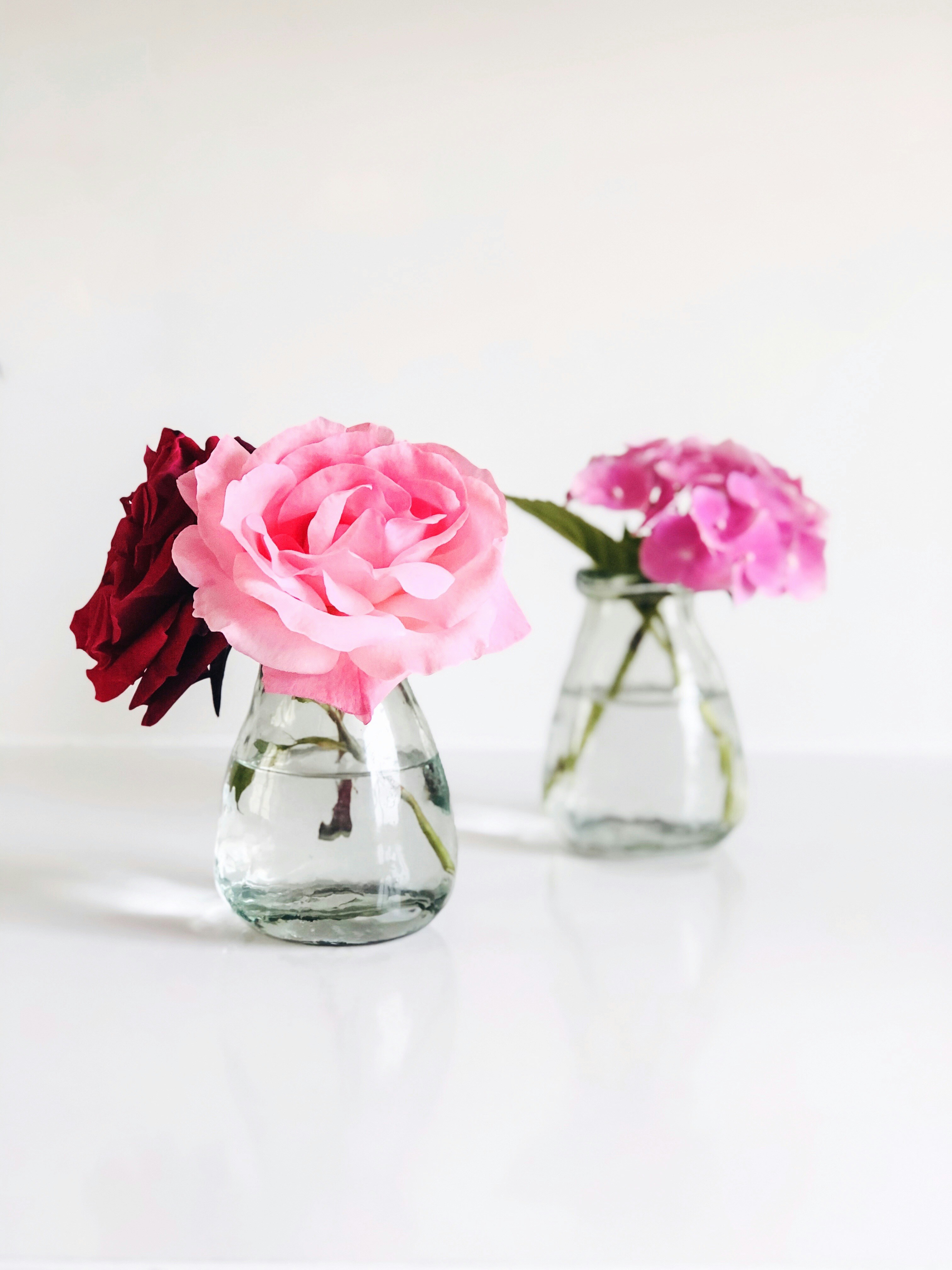 Roses In A Vase Pictures | Download Free Images on Unsplash