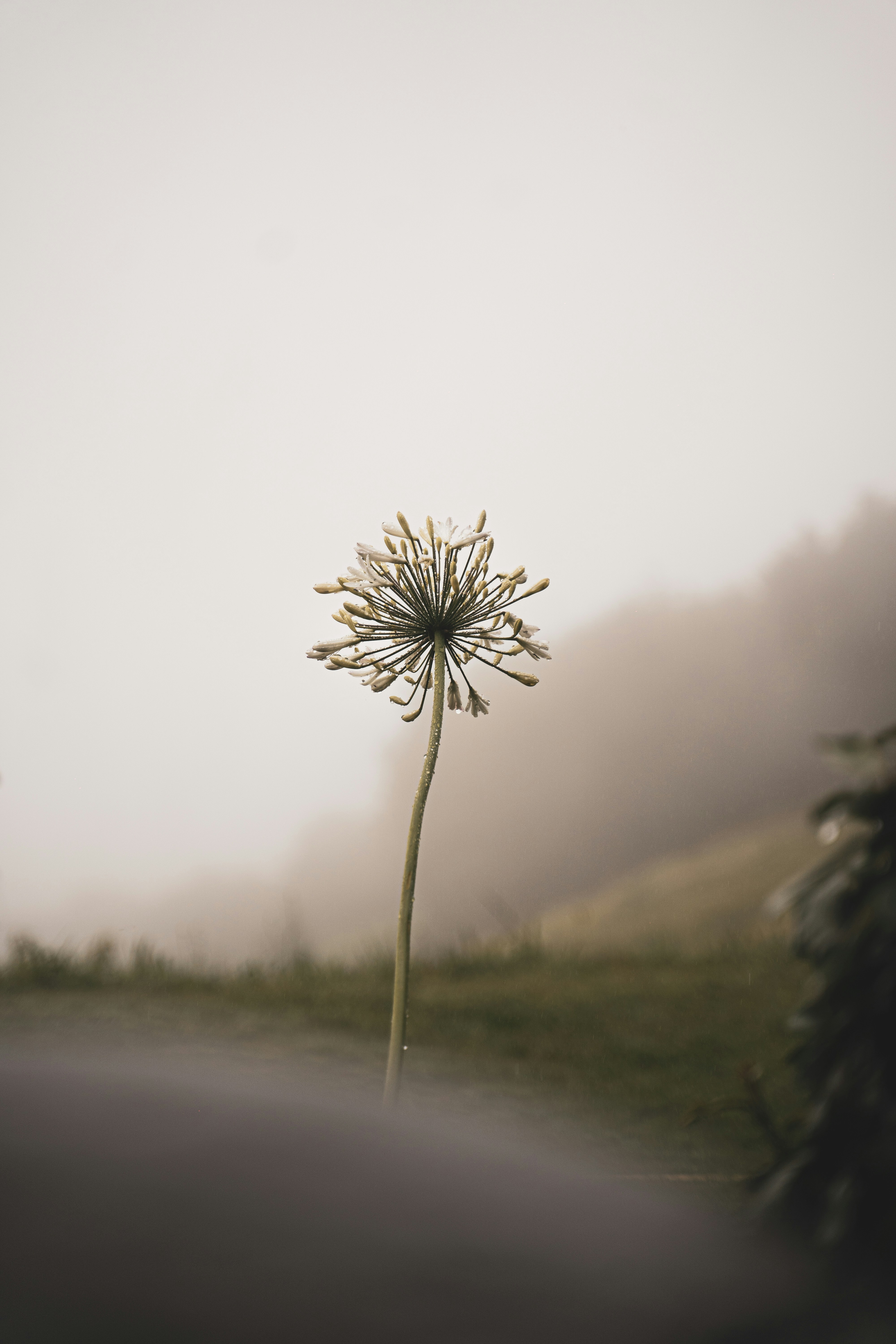 Single Dandelion Spire in Mist