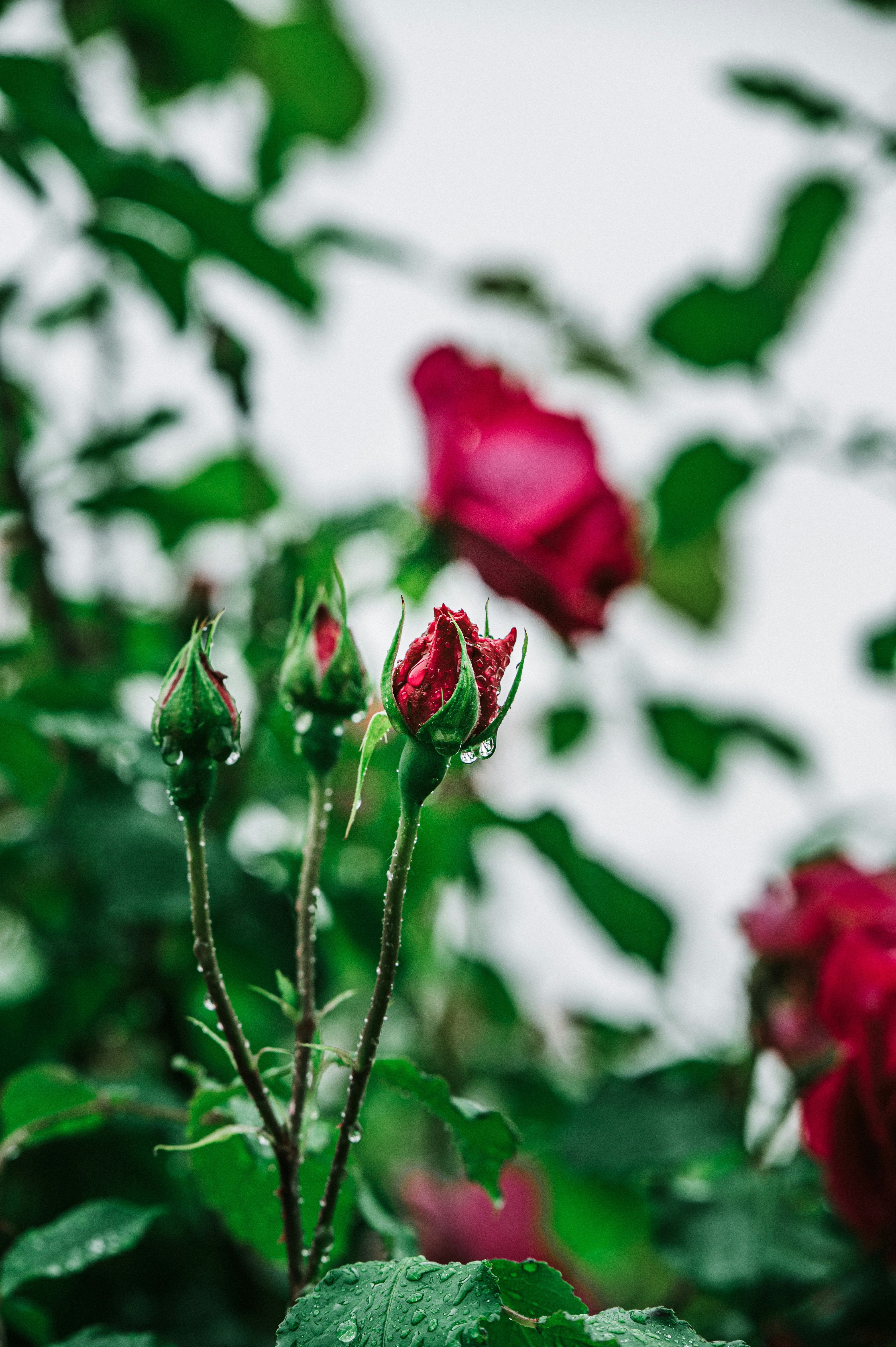 Rose rouge en fleurs pendant la journée photo – Photo Rose Gratuite sur ...