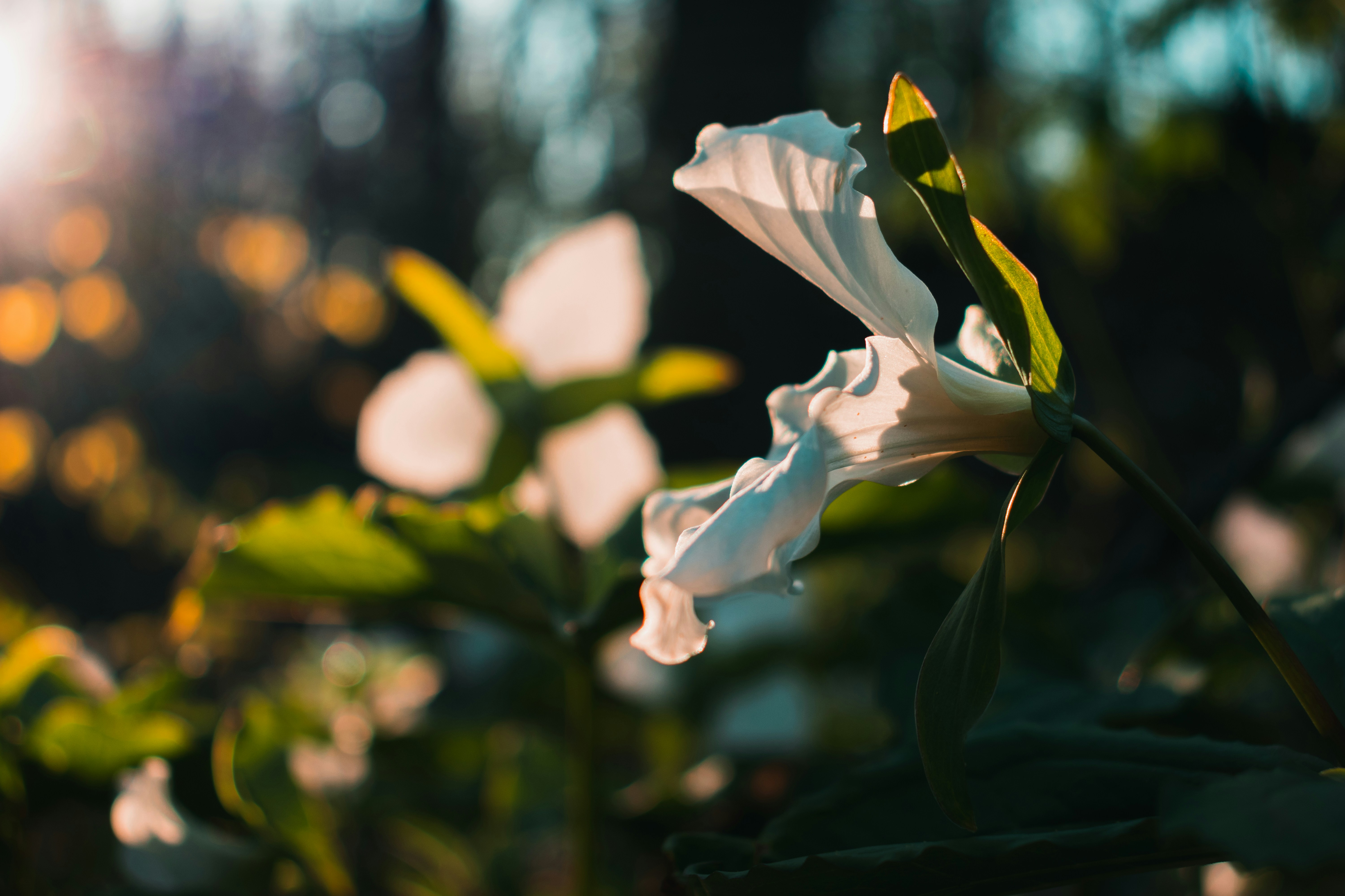 Delicate white flowers illuminated by soft sunlight, surrounded by lush green foliage in a serene forest setting.