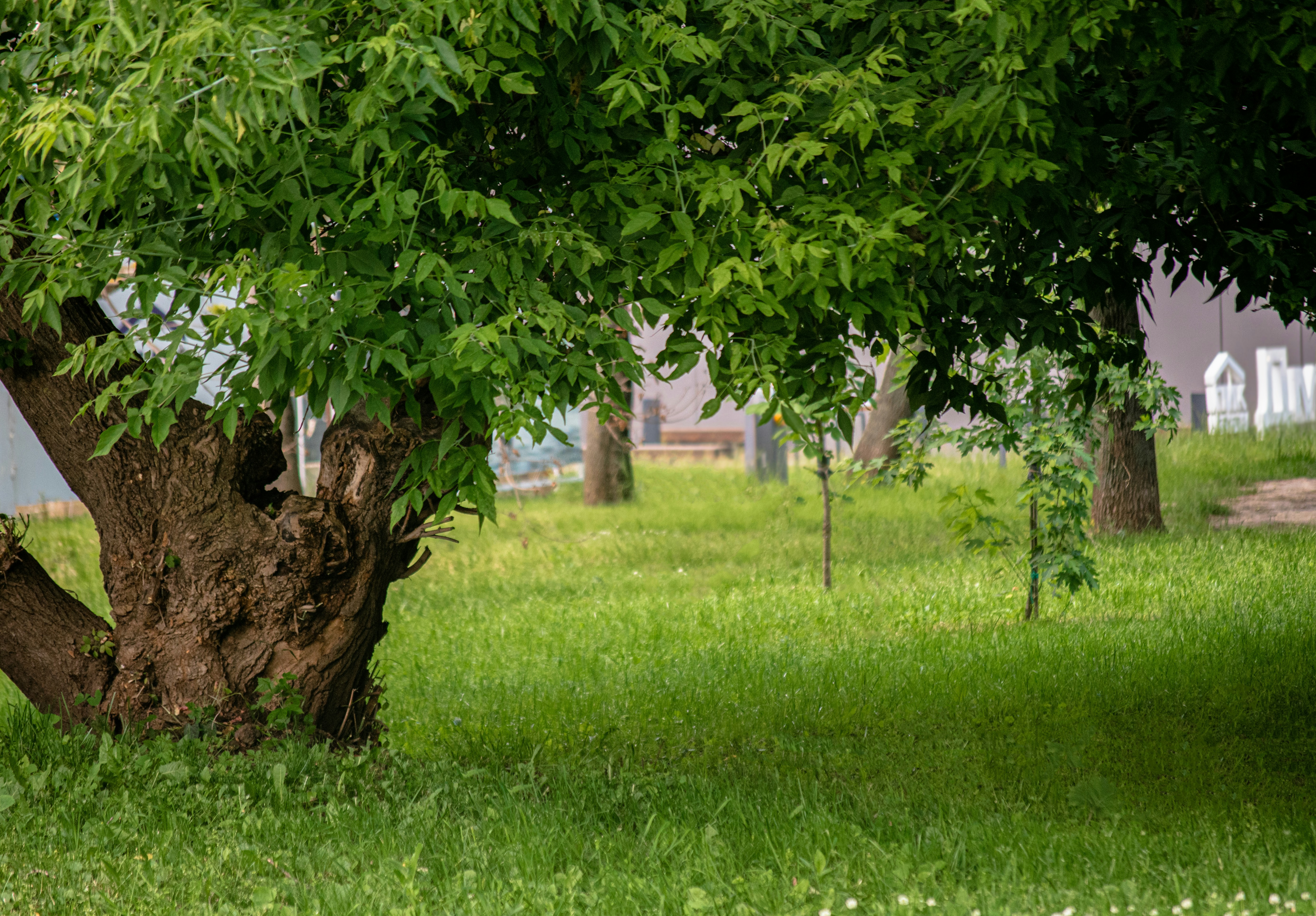 A gnarled tree stands majestically in a lush green field, its branches providing a natural shelter. The background hints at a serene landscape.