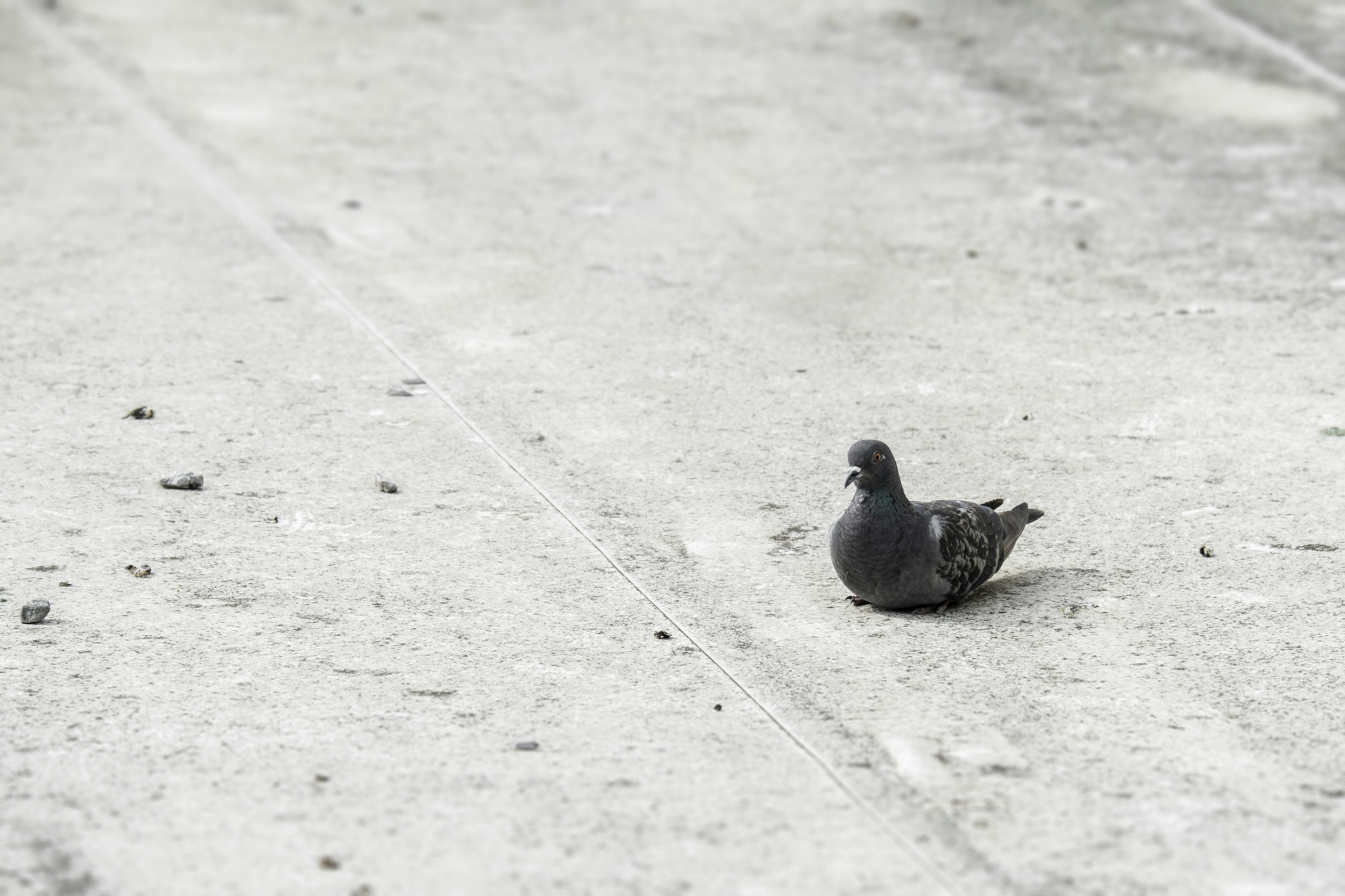Low-Angle Placid Stroll: A lone pigeon on pale pavement