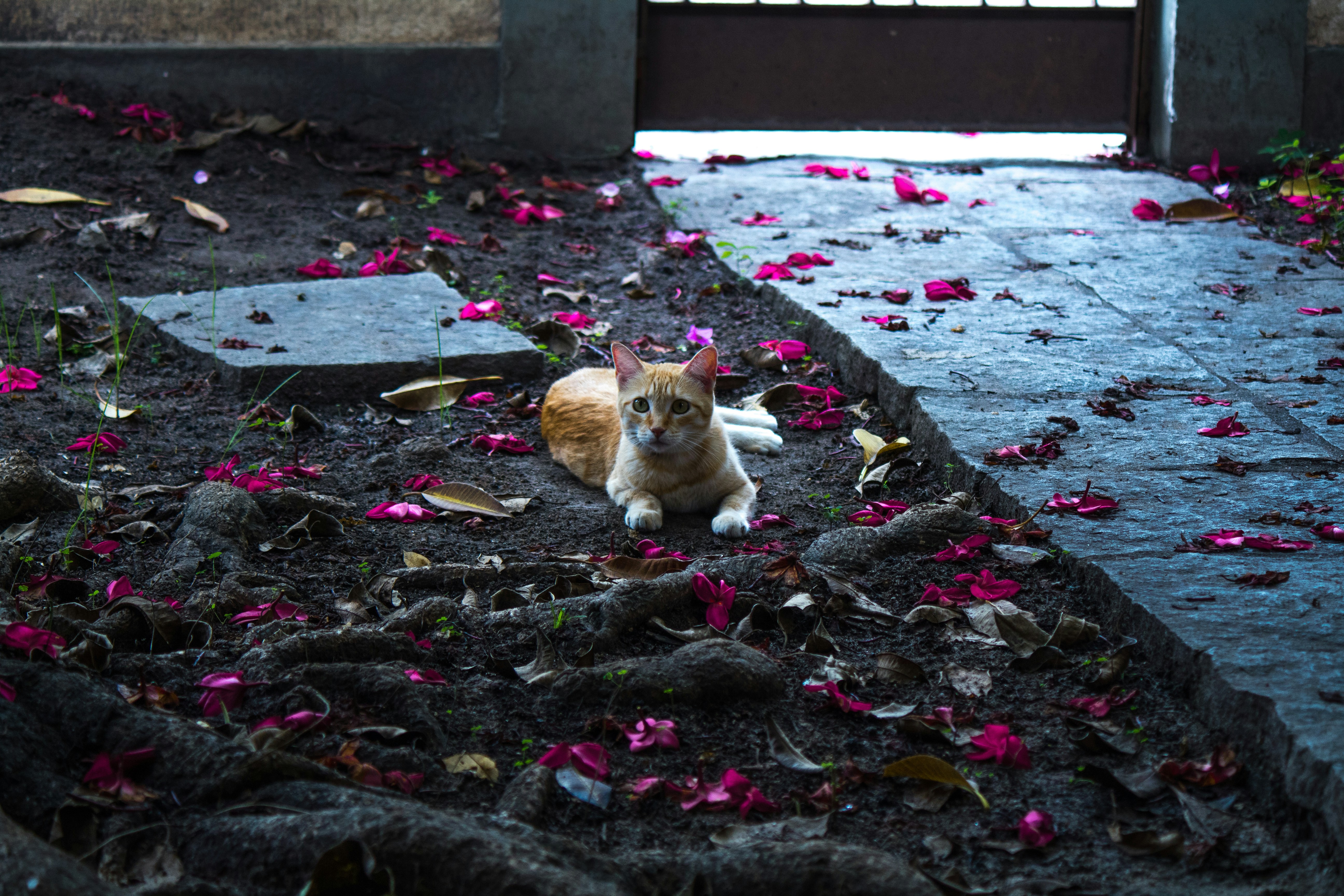 A ginger cat lounges on the ground surrounded by vibrant pink flower petals, creating a serene and colorful scene.