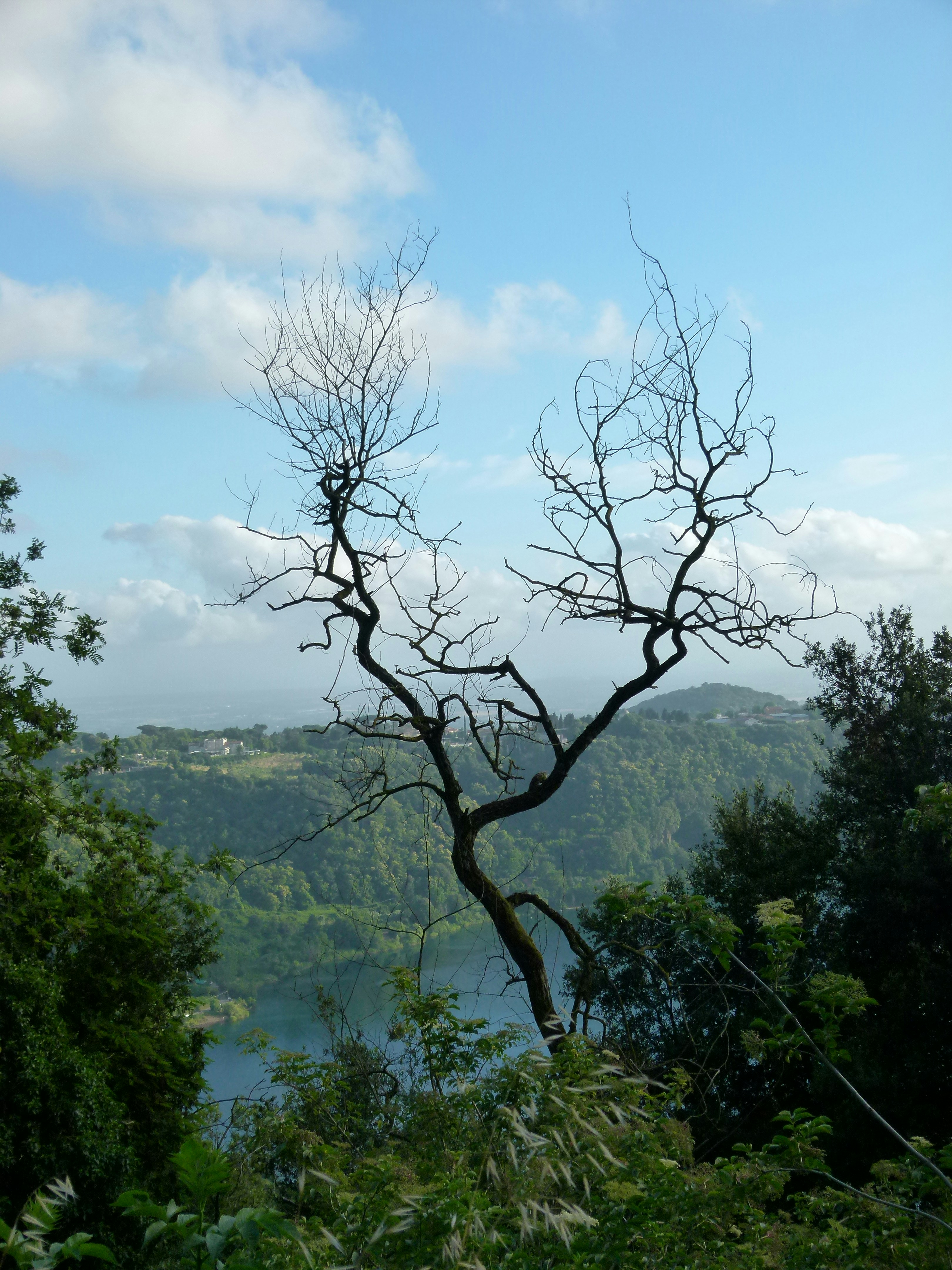 Leafless tree silhouette dominates the foreground, its twisting branches framing a green valley and winding river beneath a bright blue sky. The scene recedes into distant hills, conveying quiet depth in daylight.
