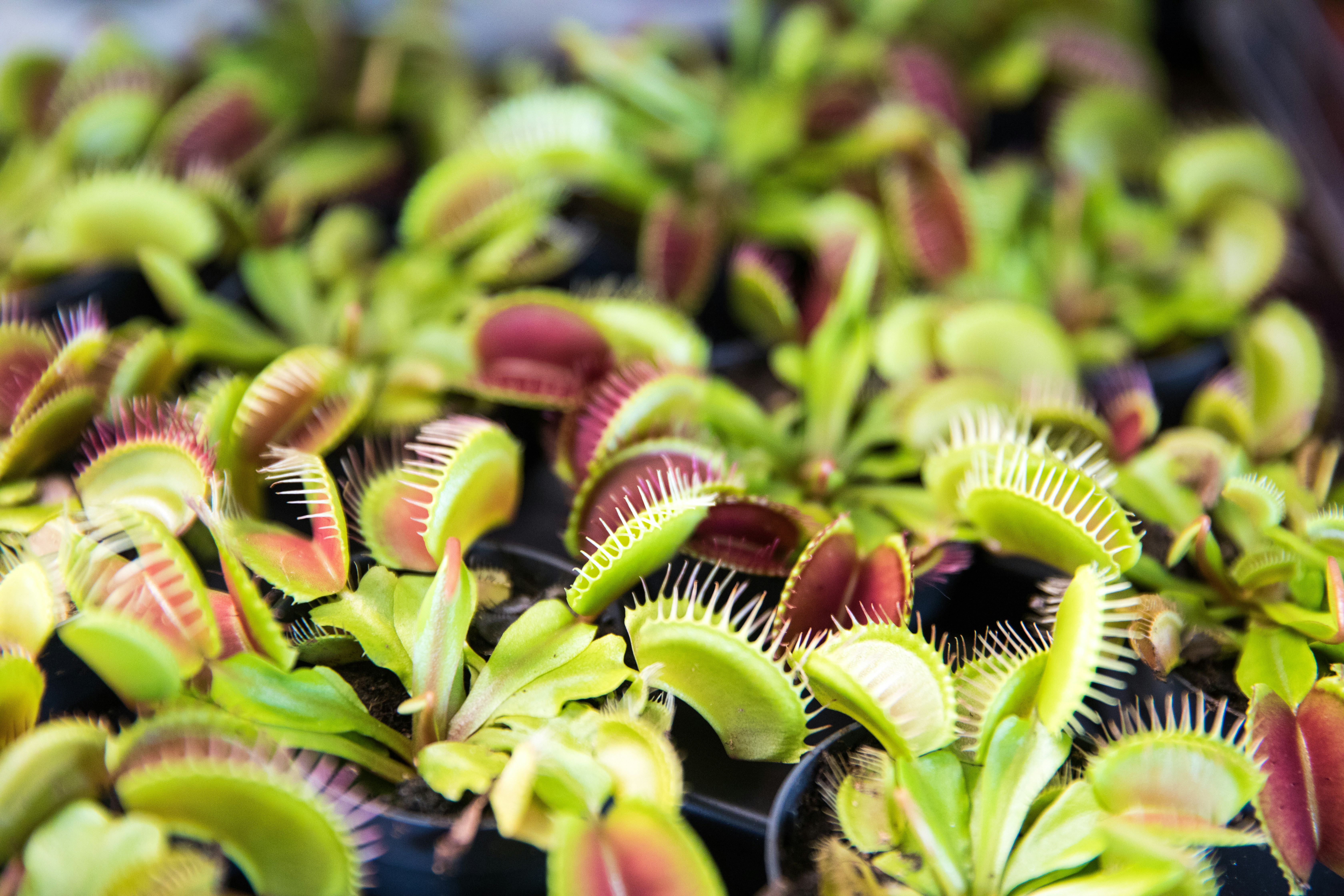 Verdant Snap Traps: An Intimate Portrait of Venus Flytraps