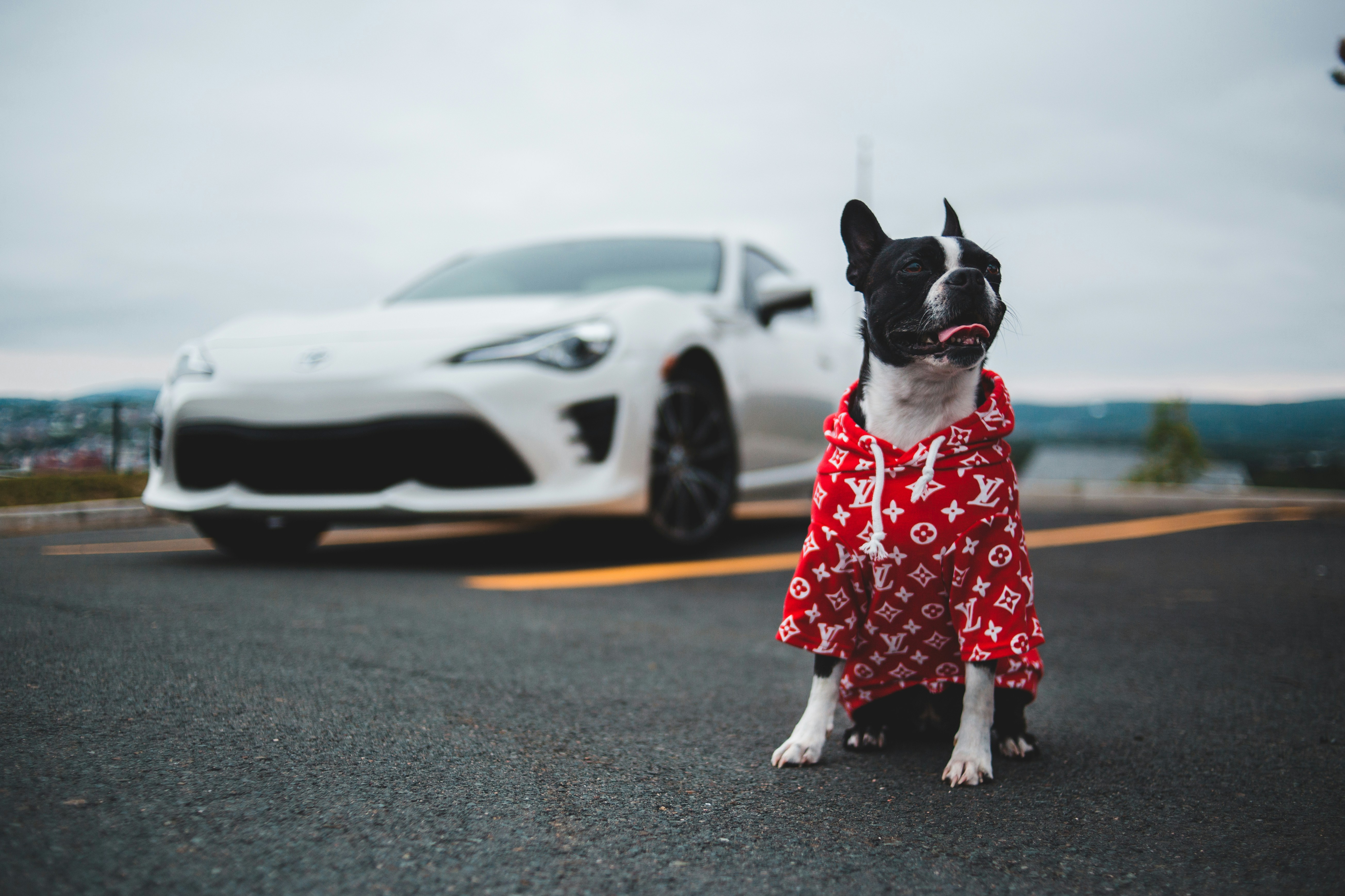 A stylish Boston Terrier wearing a red designer hoodie poses confidently in front of a sleek white sports car on a cloudy day.
