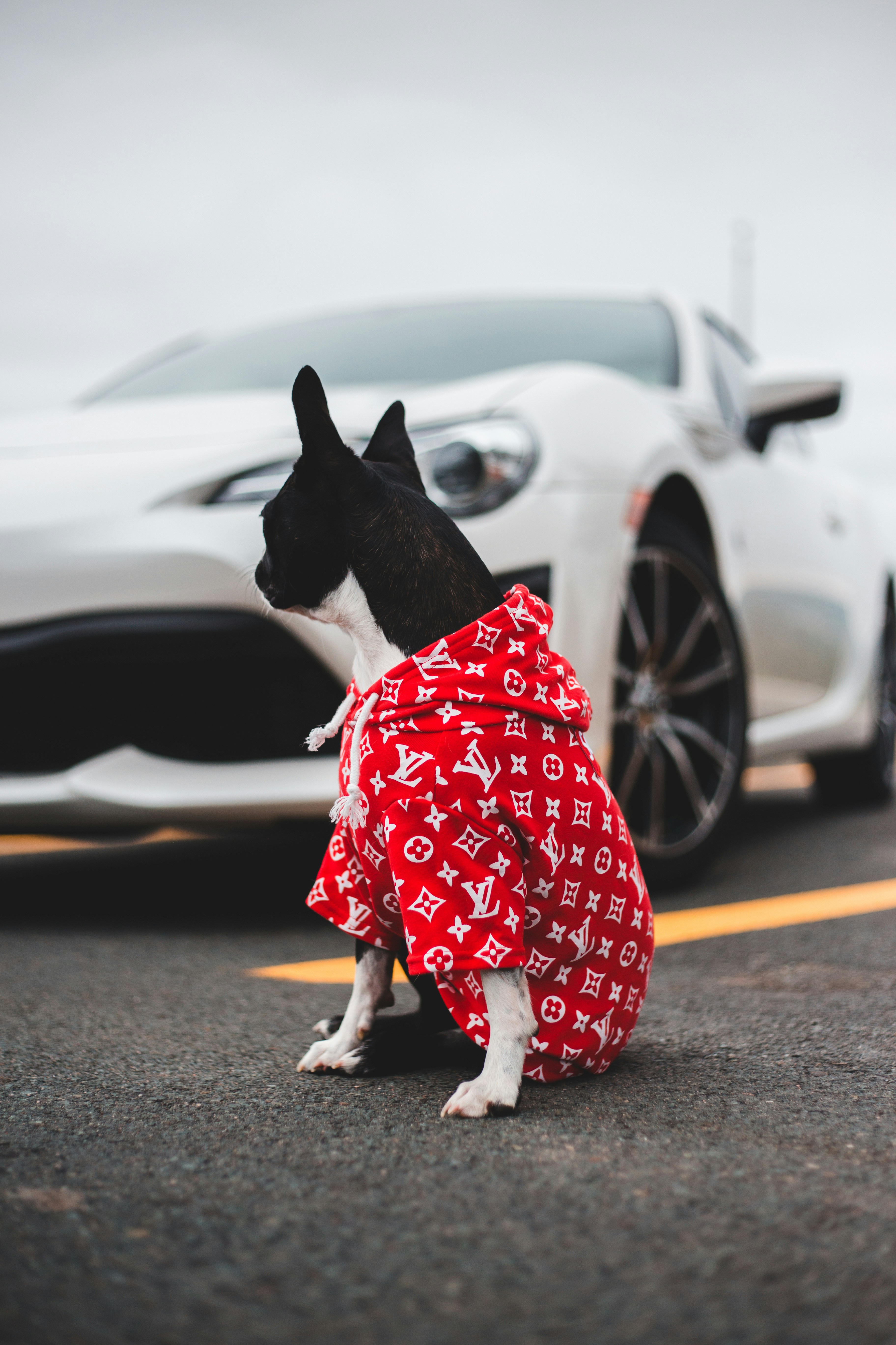 LV Hoodie, Street Spotlight: A Small Dog Posing Beside a White Sports Car
